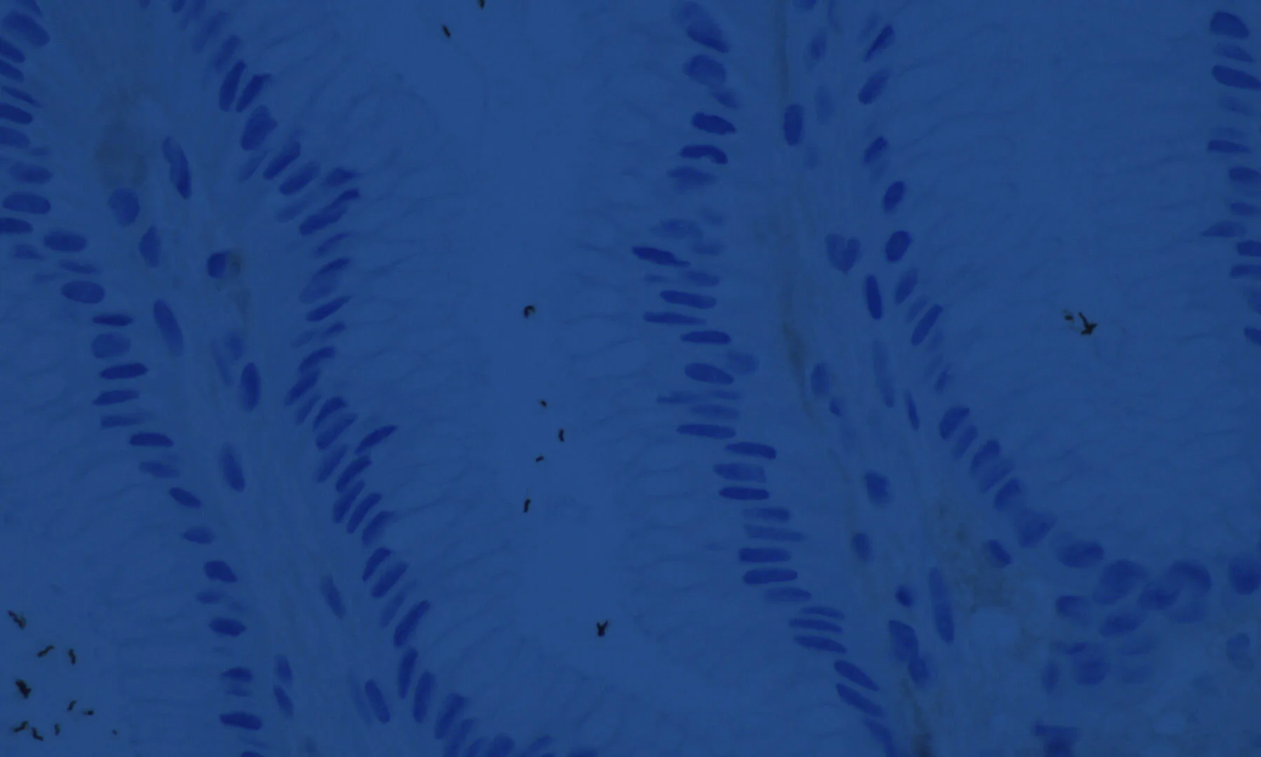 About Tri-Med - Tri-Med Australia — Tri-med