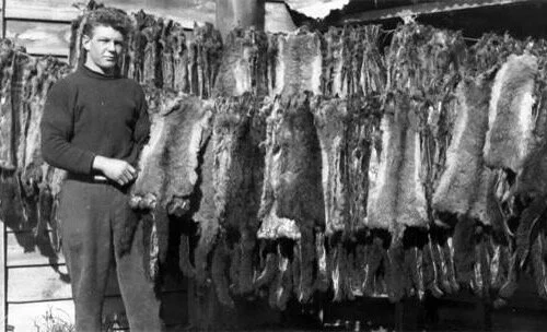 History Of The Fur Trade — Knight of New Zealand