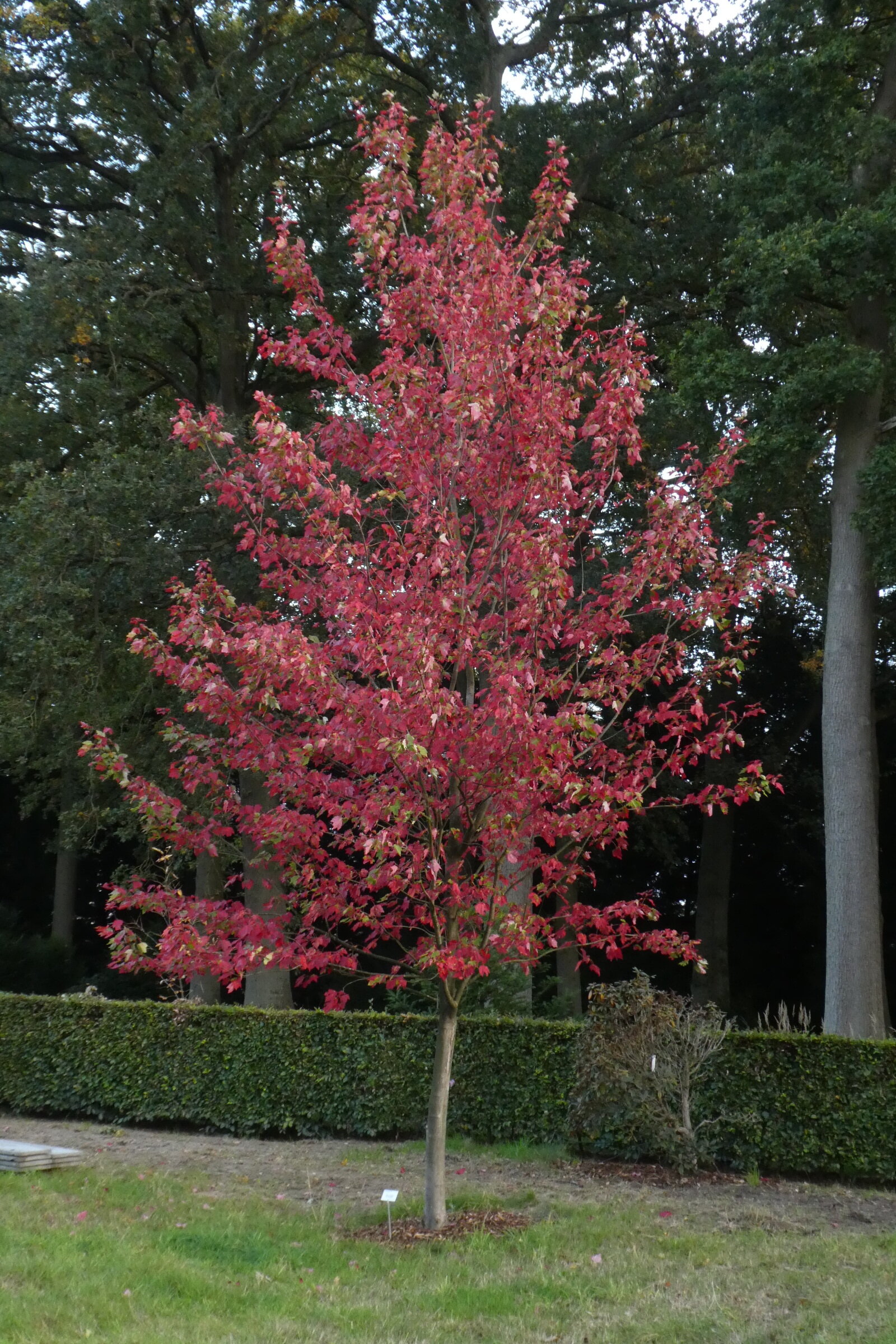 L’or est d’ouest, le rouge est d’est. — Tuyaux de Jardin