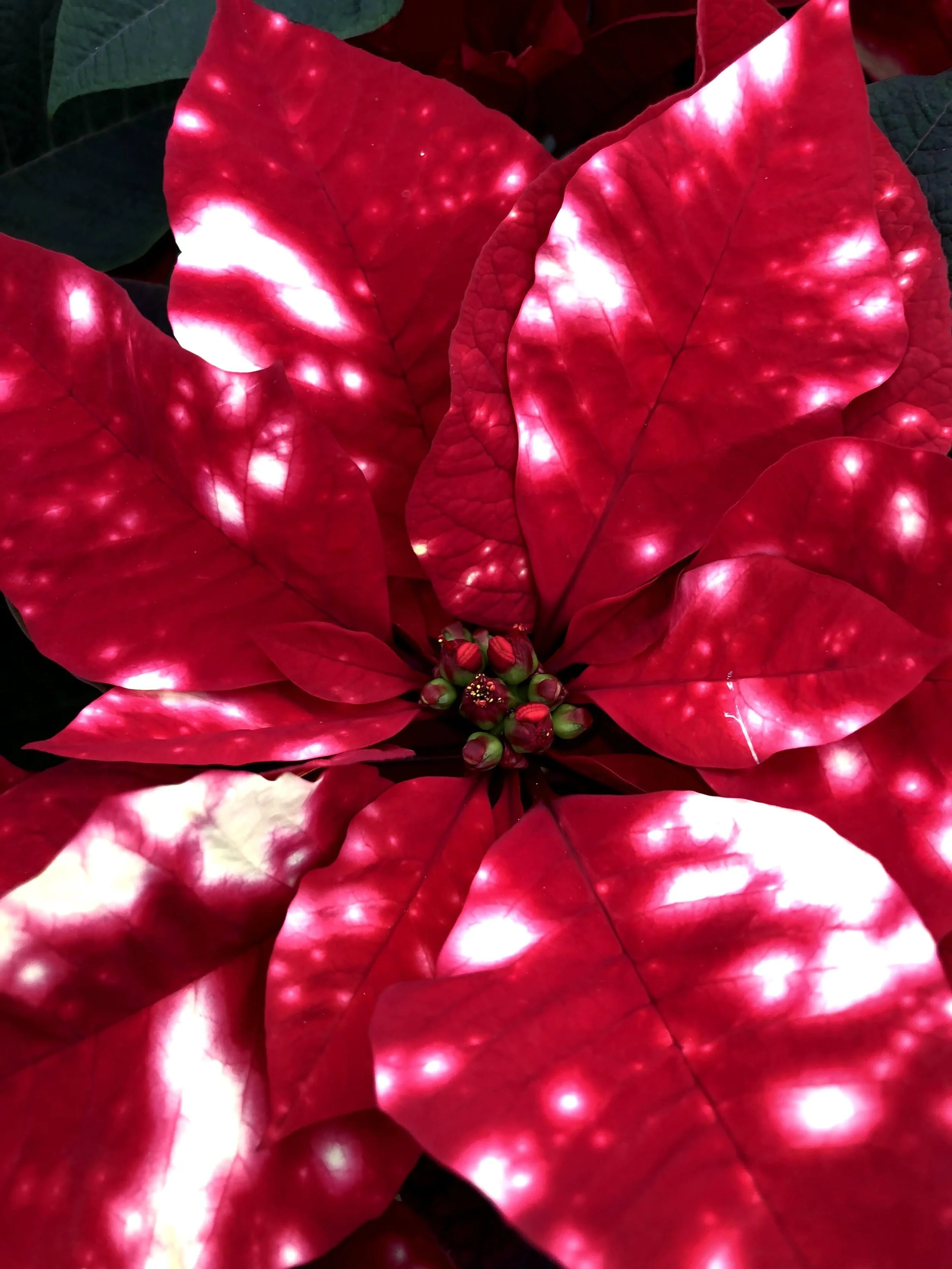 Rose De Nol Rouge
