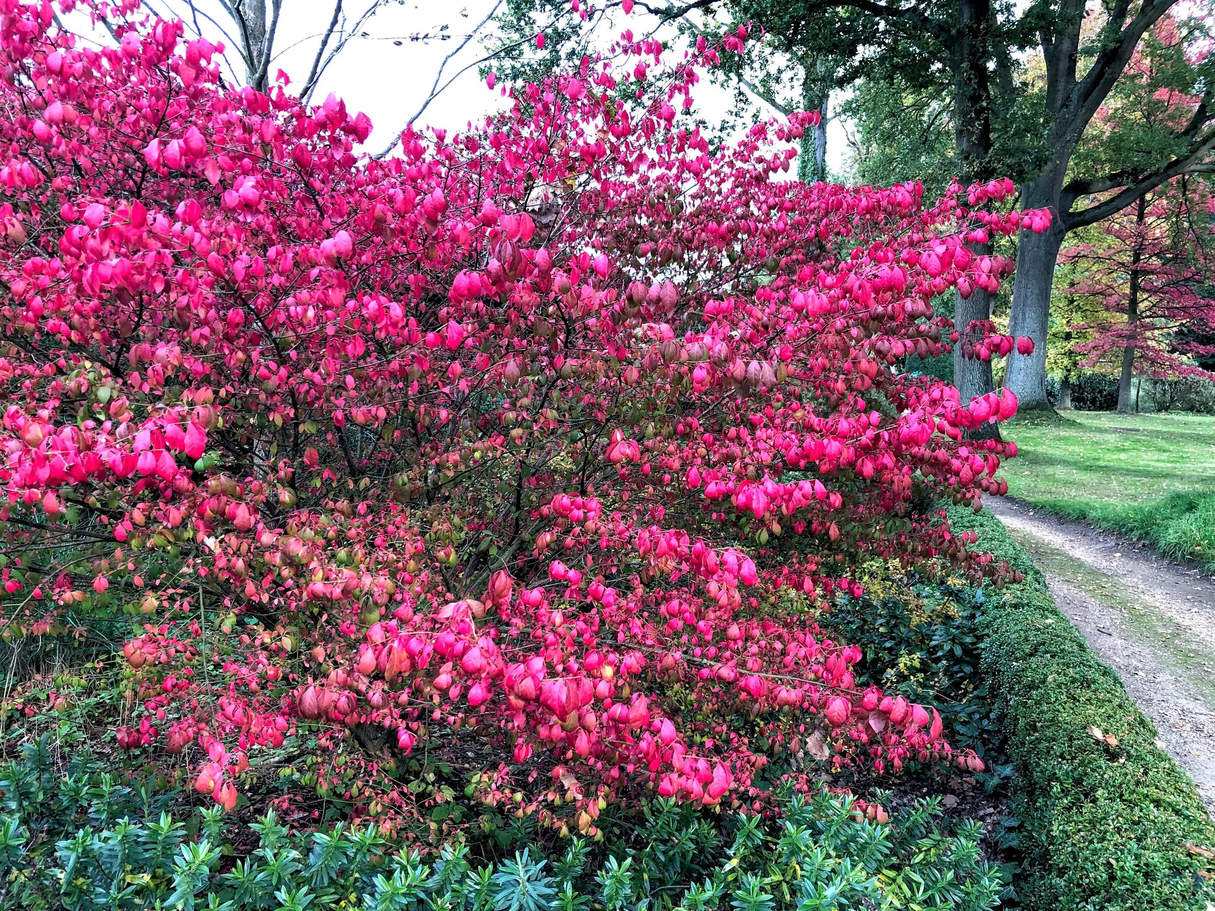 Les fusains caducs ou bonnets d’évêque — Tuyaux de Jardin