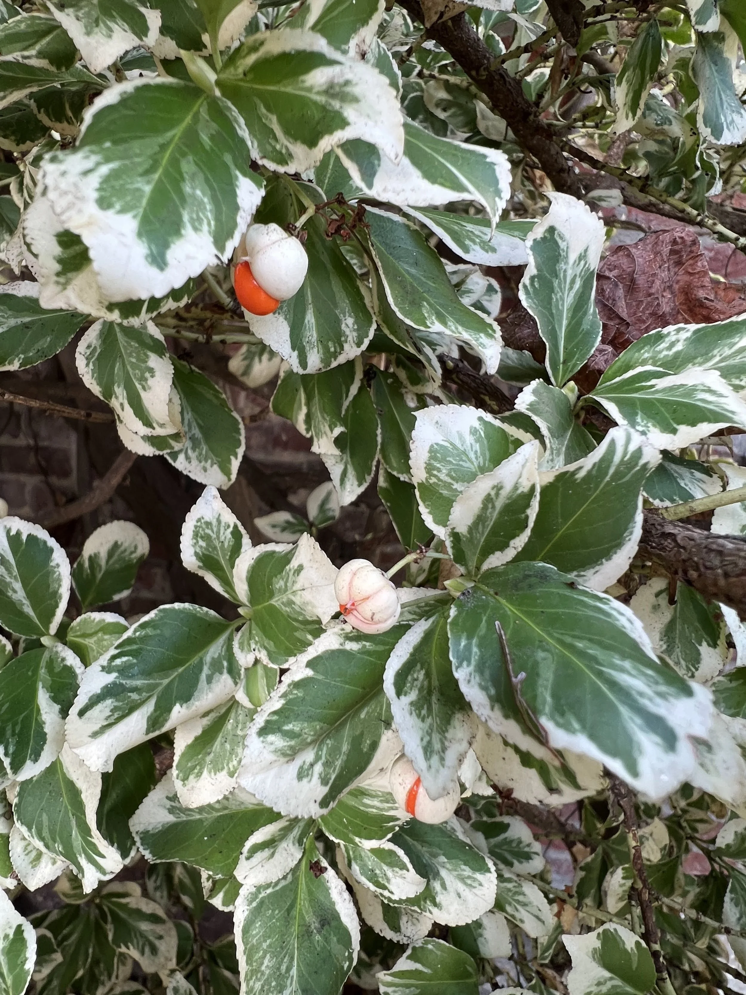 Les fusains persistants et panachés — Tuyaux de Jardin