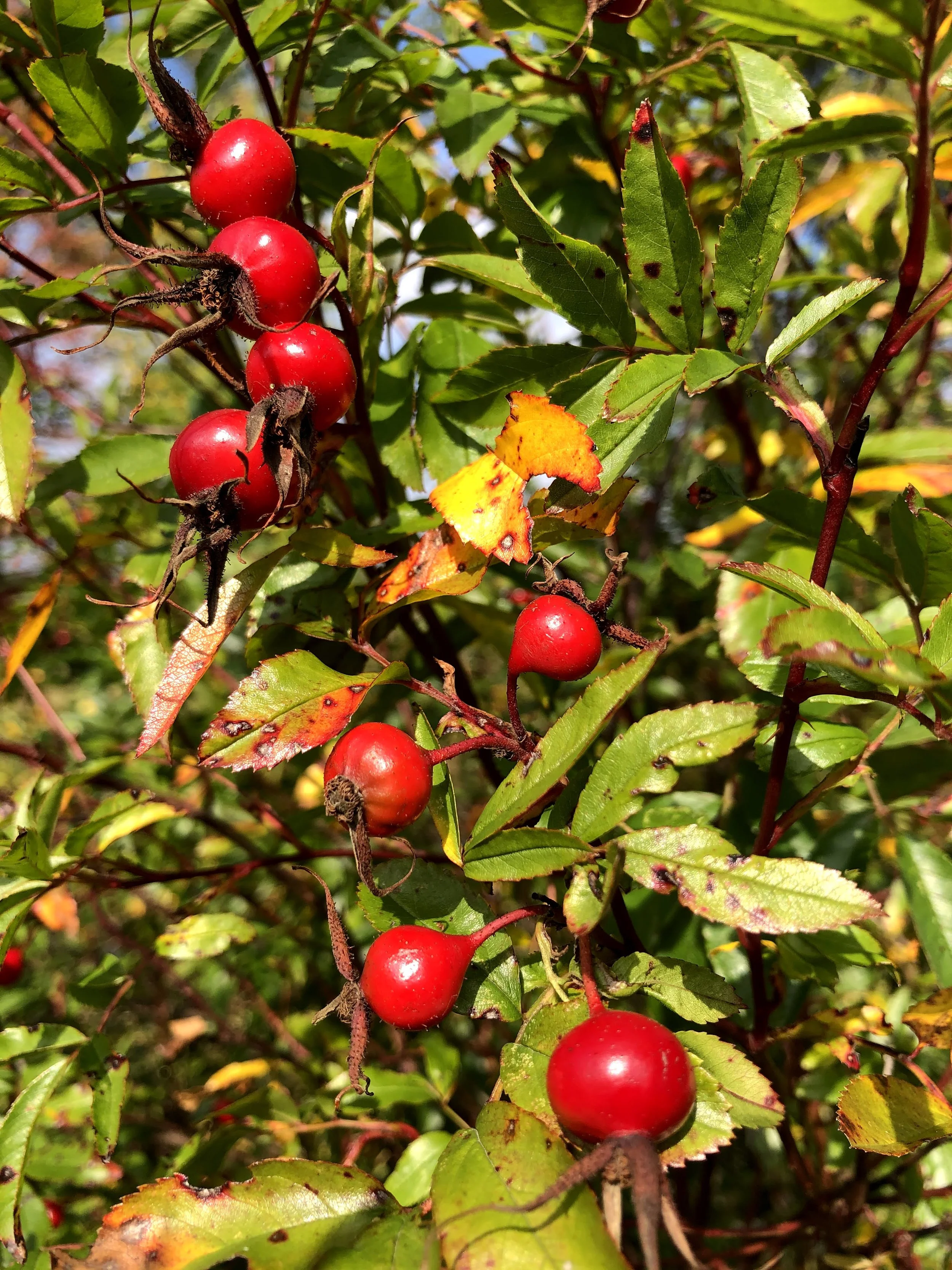 Les cynorhodons, cadeau automnal des roses — Tuyaux de Jardin