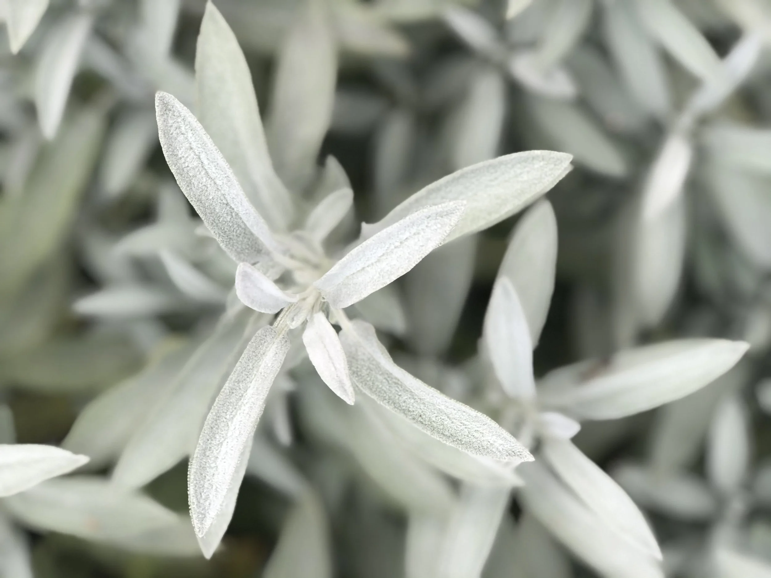 La sauge salvatrice — Tuyaux de Jardin