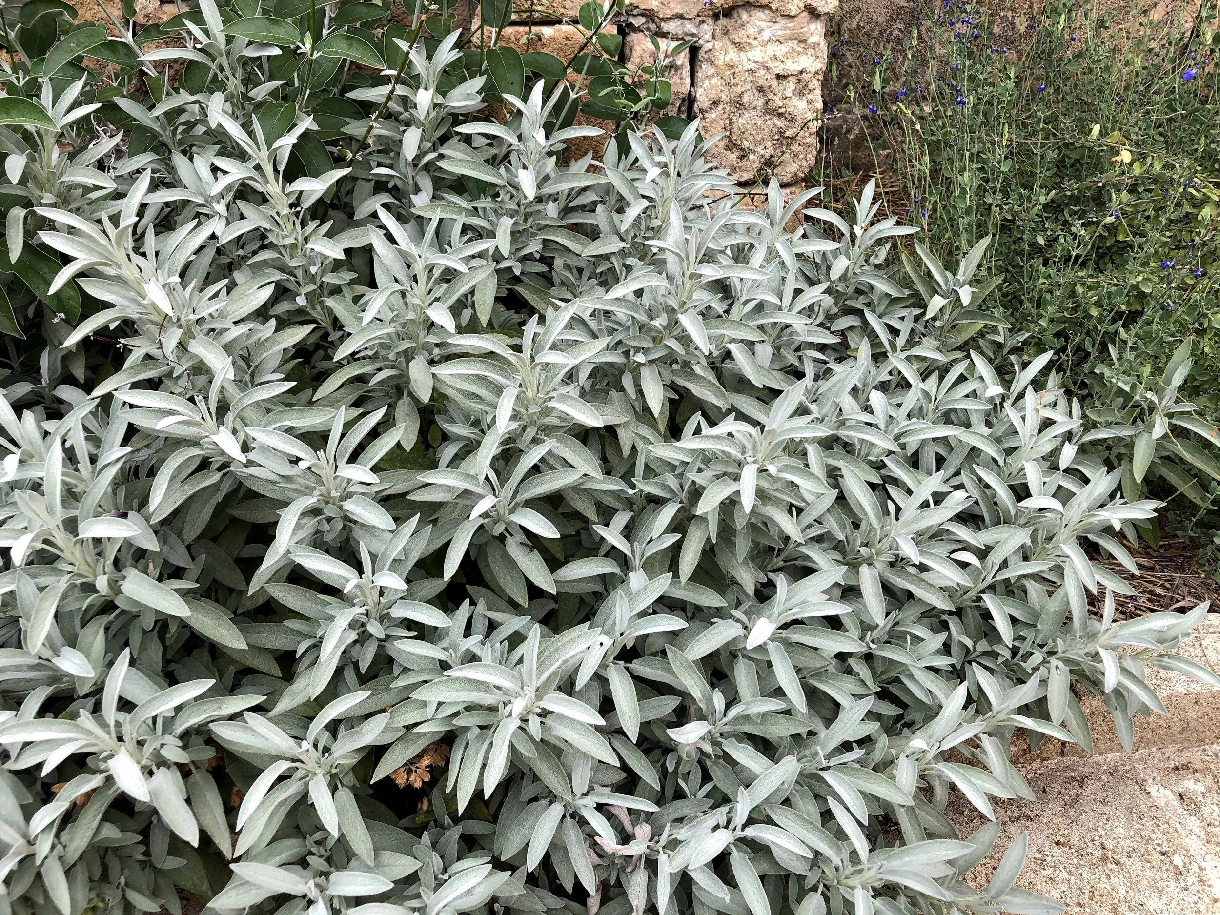 La sauge salvatrice — Tuyaux de Jardin