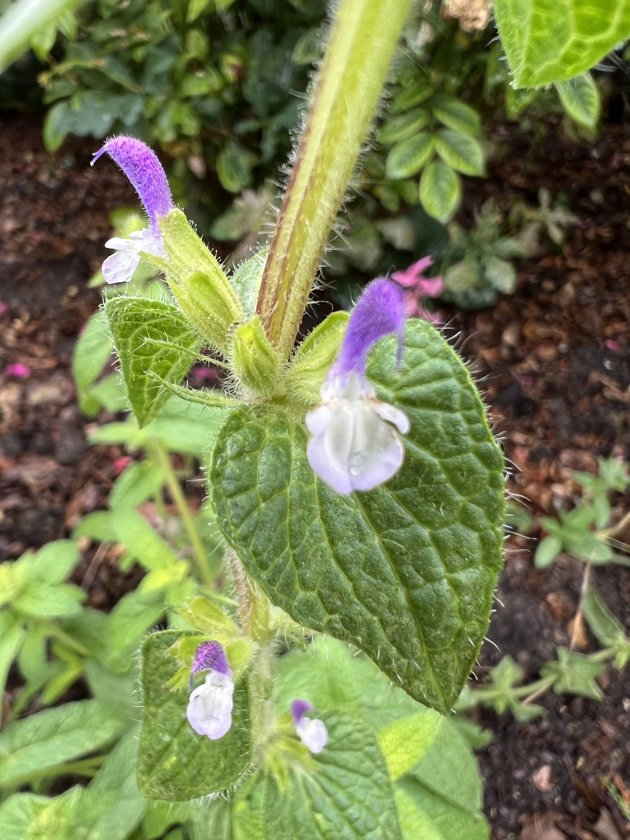 Sauges splendides — Tuyaux de Jardin