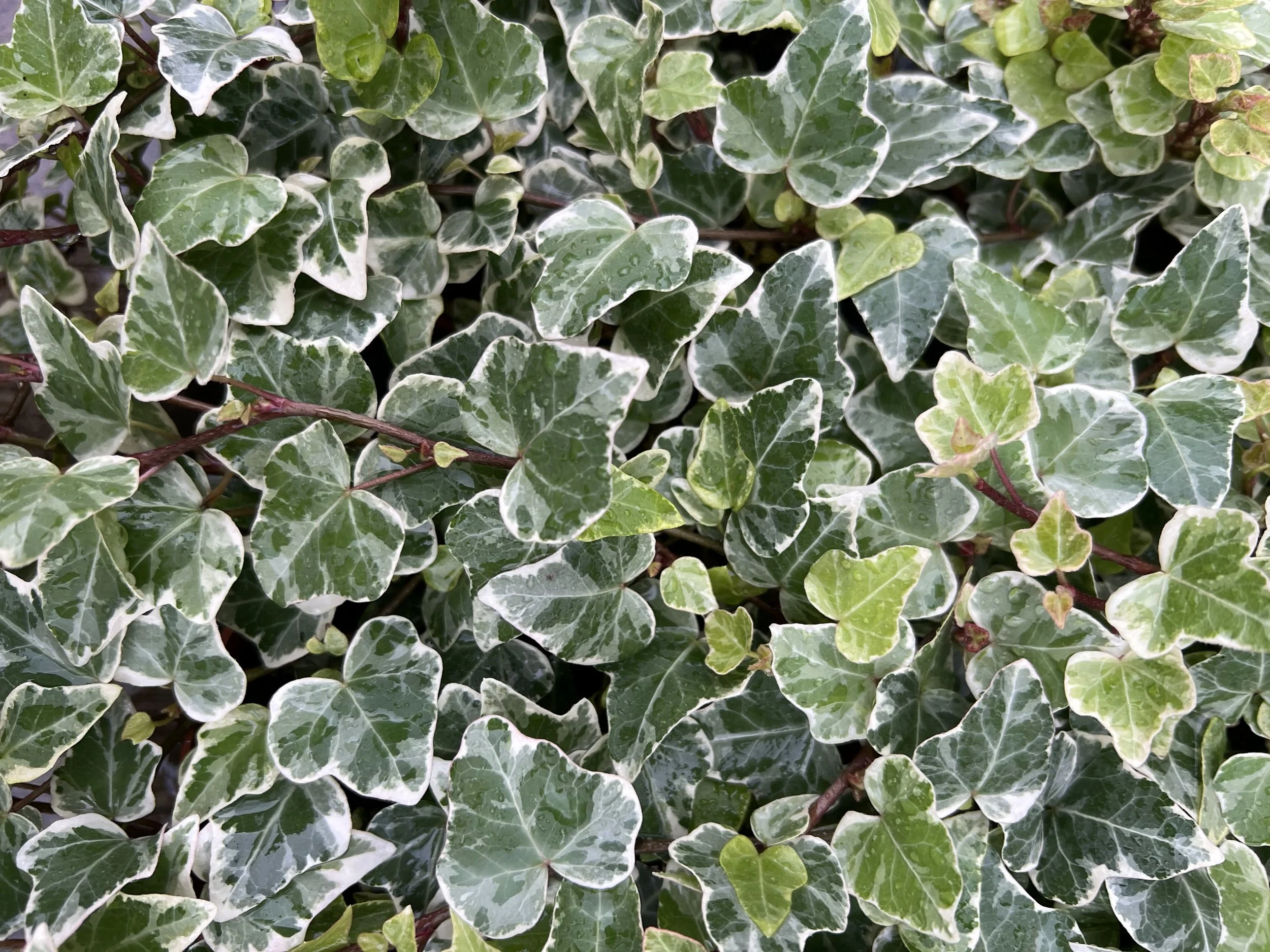 L’intérêt hivernal des véroniques arbustives — Tuyaux de Jardin