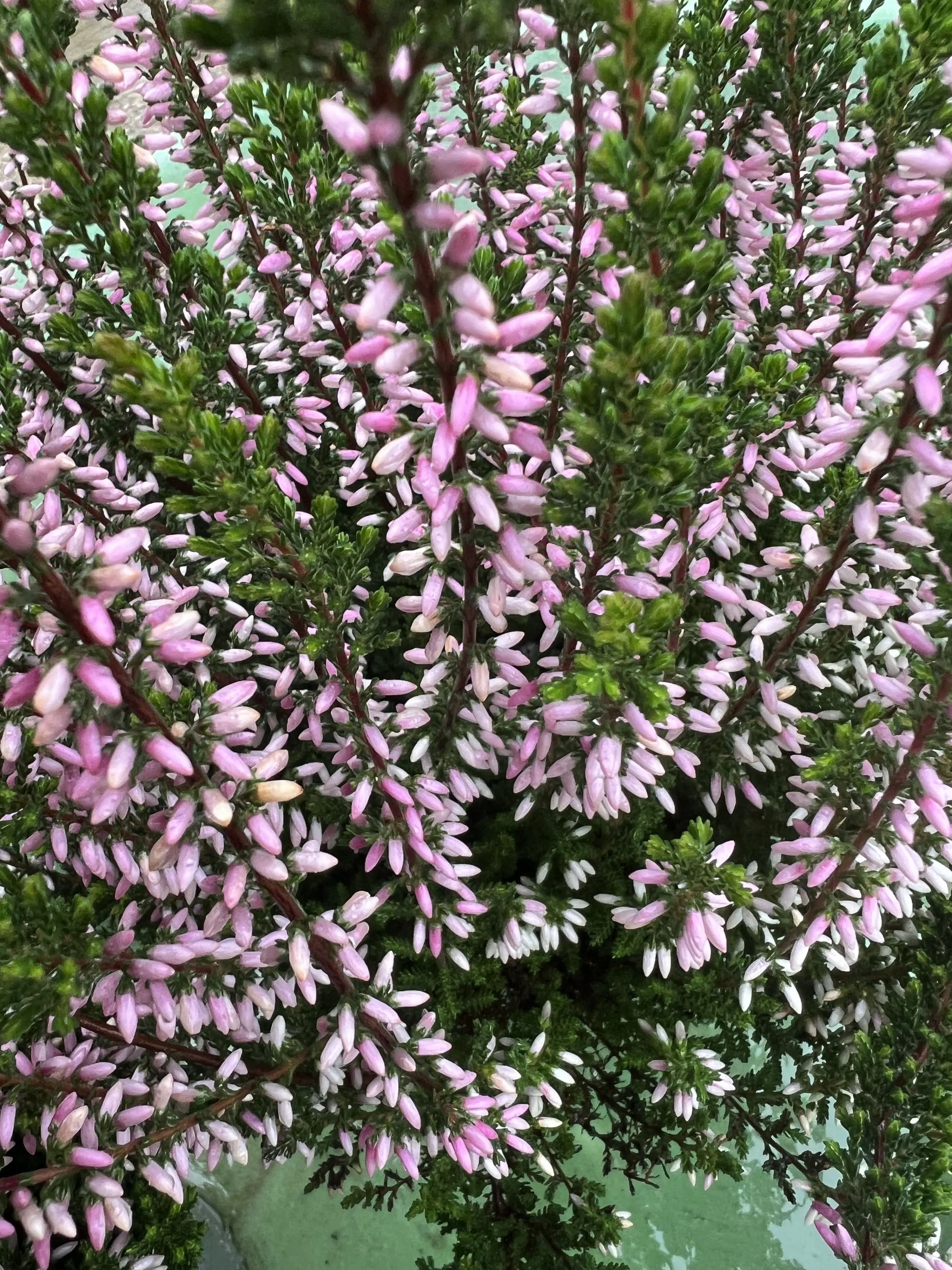 L’intérêt hivernal des véroniques arbustives — Tuyaux de Jardin