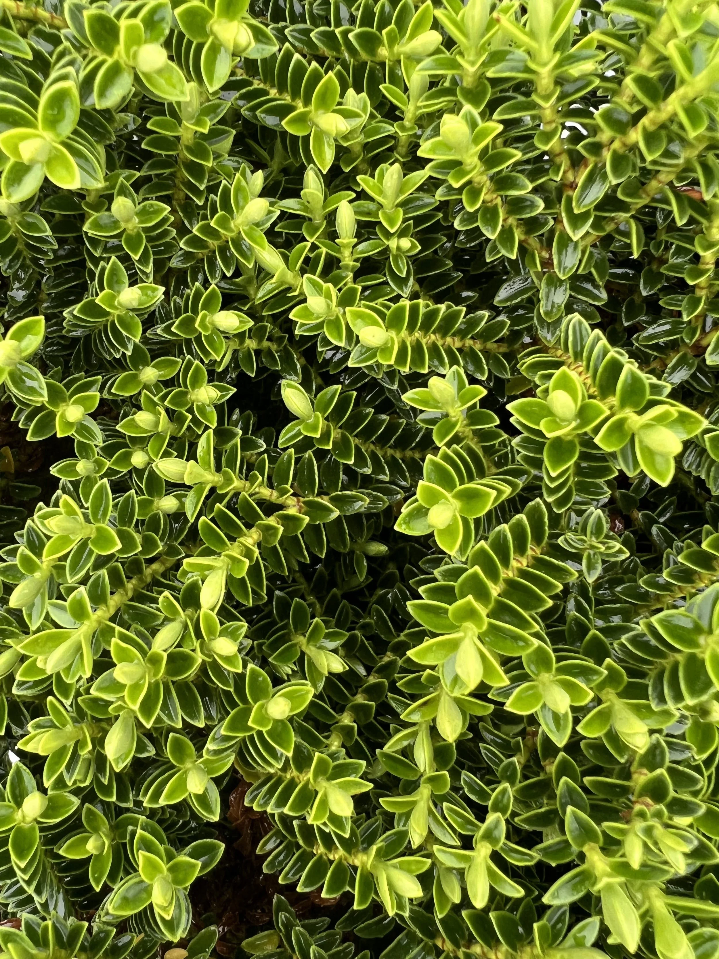 L’intérêt hivernal des véroniques arbustives — Tuyaux de Jardin