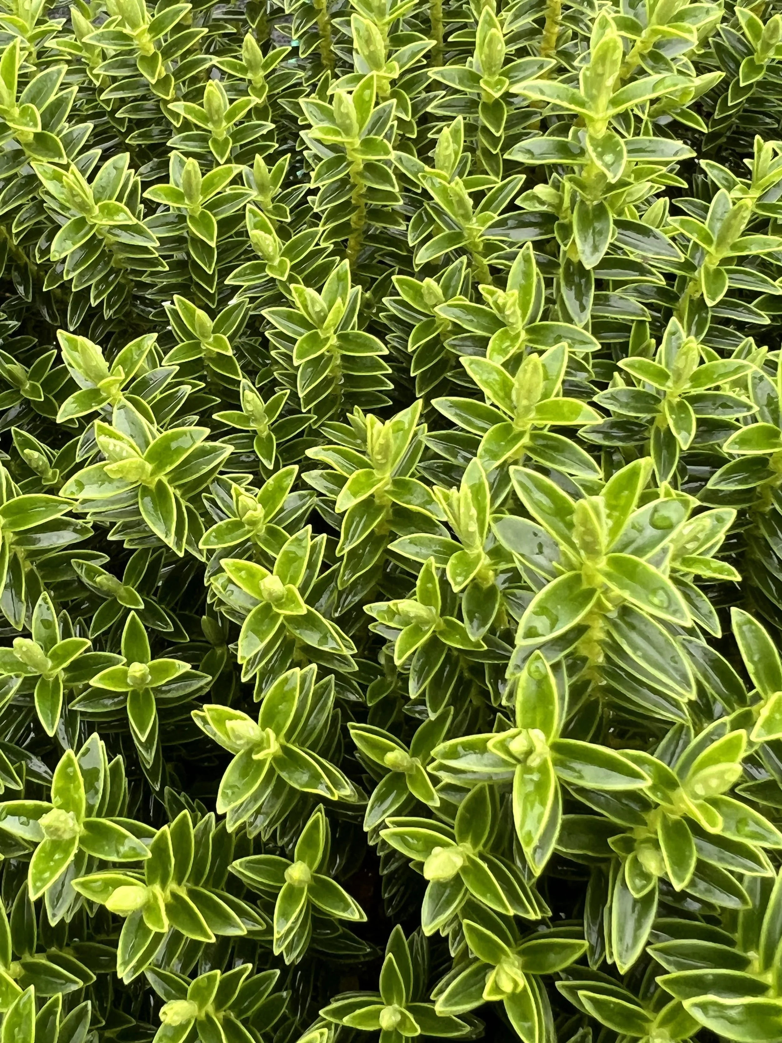 L’intérêt hivernal des véroniques arbustives — Tuyaux de Jardin