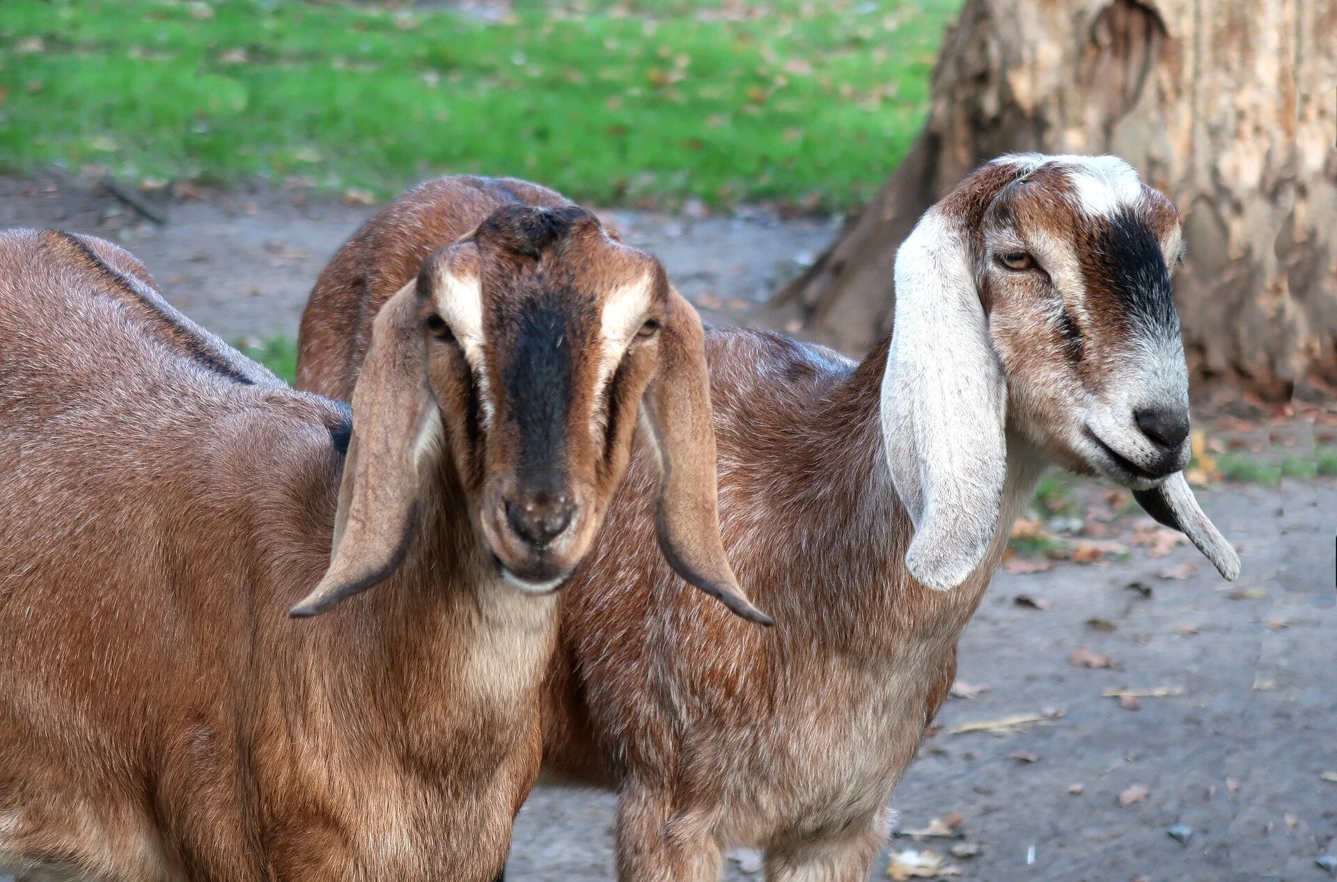 Lamancha Nubian Goats