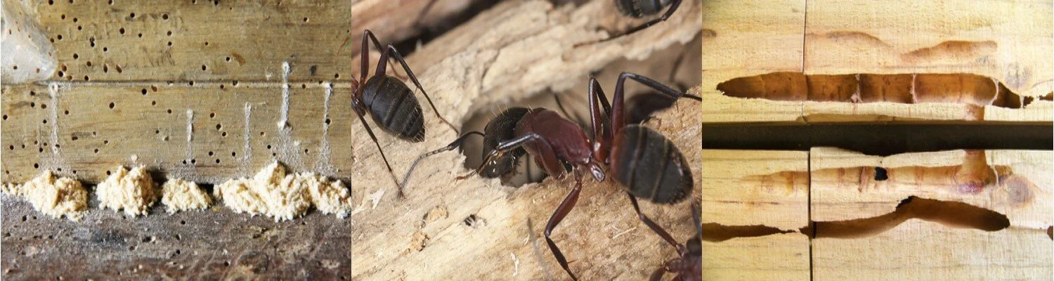 Anti Pest & Veitch Site