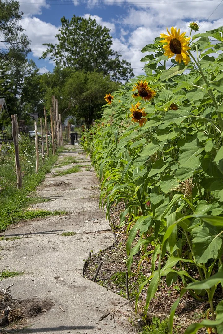 Corn Wall on Cornwall Project Keeps Growing — Morningside Detroit