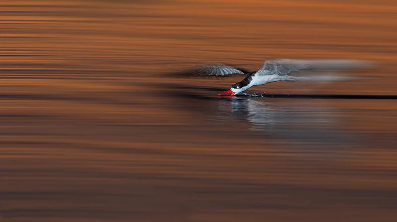 Second / Rear Curtain Sync in Flash Photography — Brendon Cremer ...