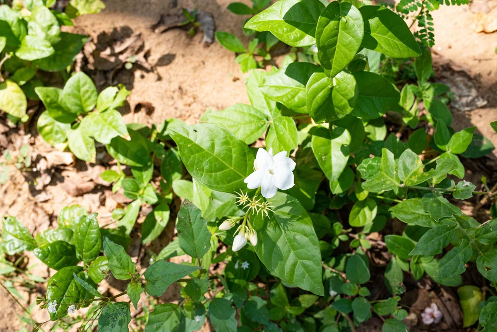 Wild Bee Florals — Cultivated Grant Floral Explorations Part 1: Jasmine ...