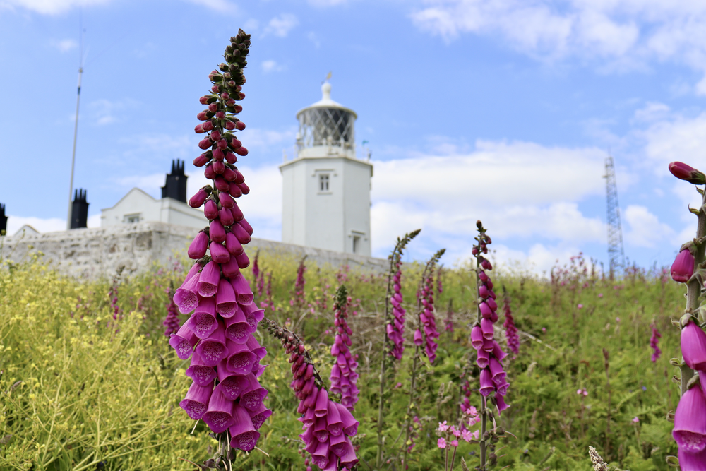 Lizard Peninsula | Things to do — Housel Bay