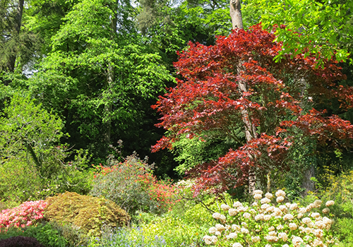 The Shrubbery — Llysdinam Gardens