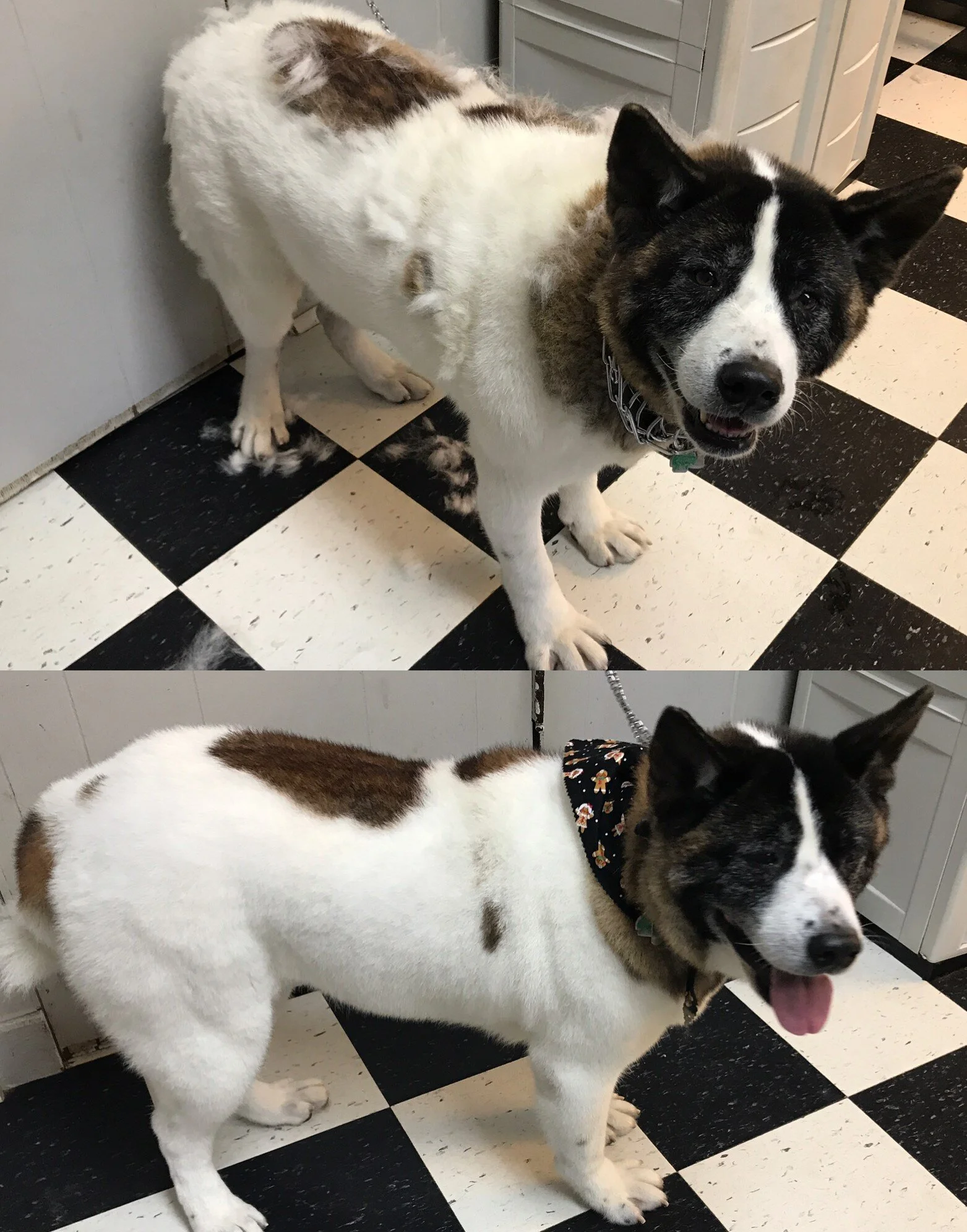 Pet Grooming Before & After Pics | House of Paws Grooming