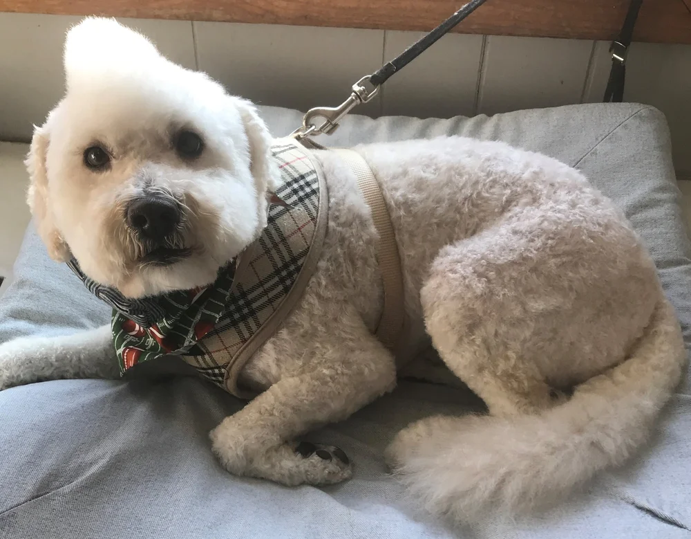 Pet Grooming Before & After Pics | House of Paws Grooming