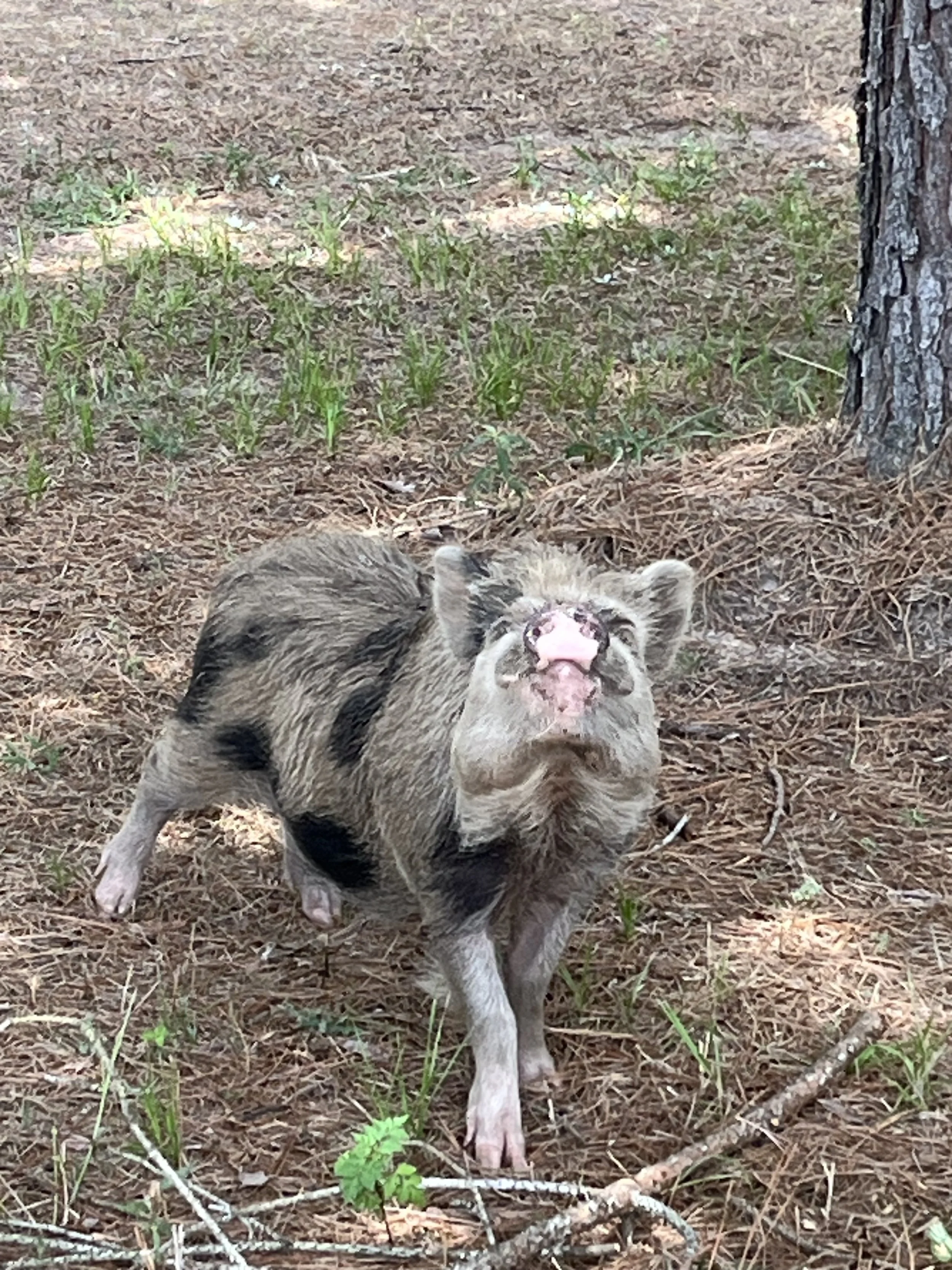 A Pig in a Poke? What is a “poke” anyway? — Robin Kinley Designs, Etc.