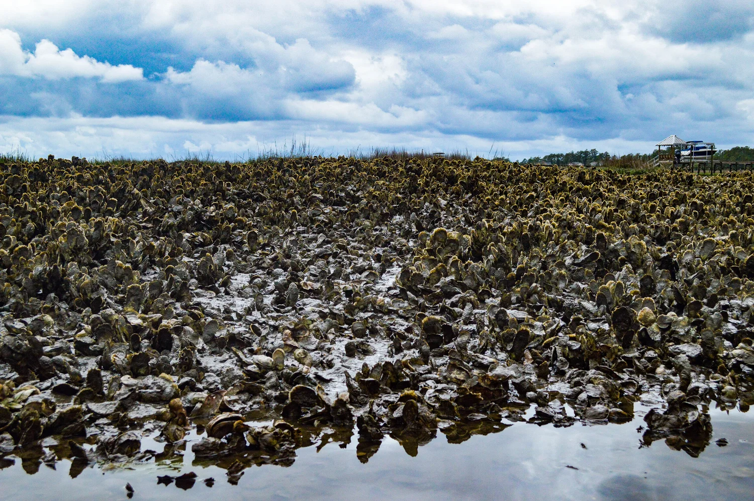15 Fun Oyster Facts for National Oyster Day — Grit and Grace Studio