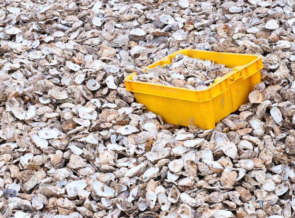 Oyster Shell Recycling: From Oysters Rockefeller to Oyster Reef ...