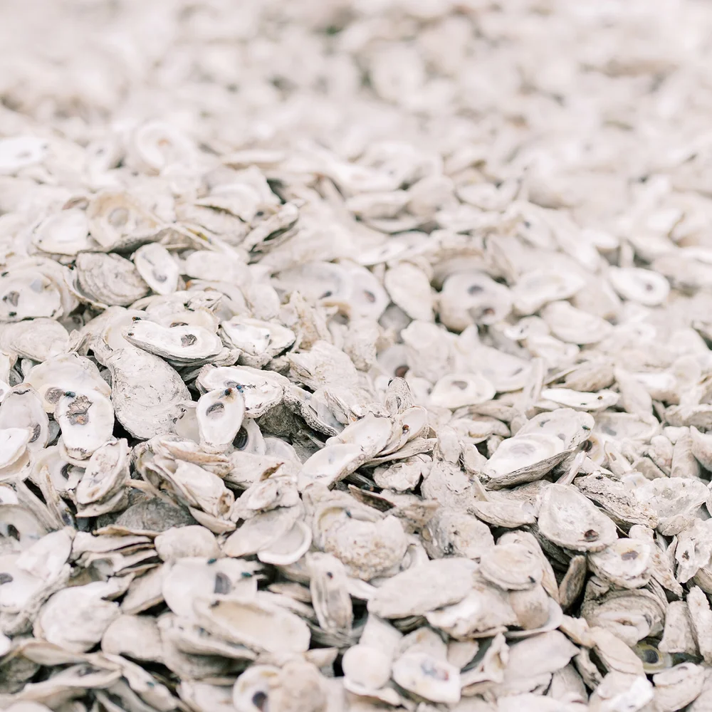 10 Ways to Recycle Oyster Shells & Help Oyster Reef Restoration — Grit ...