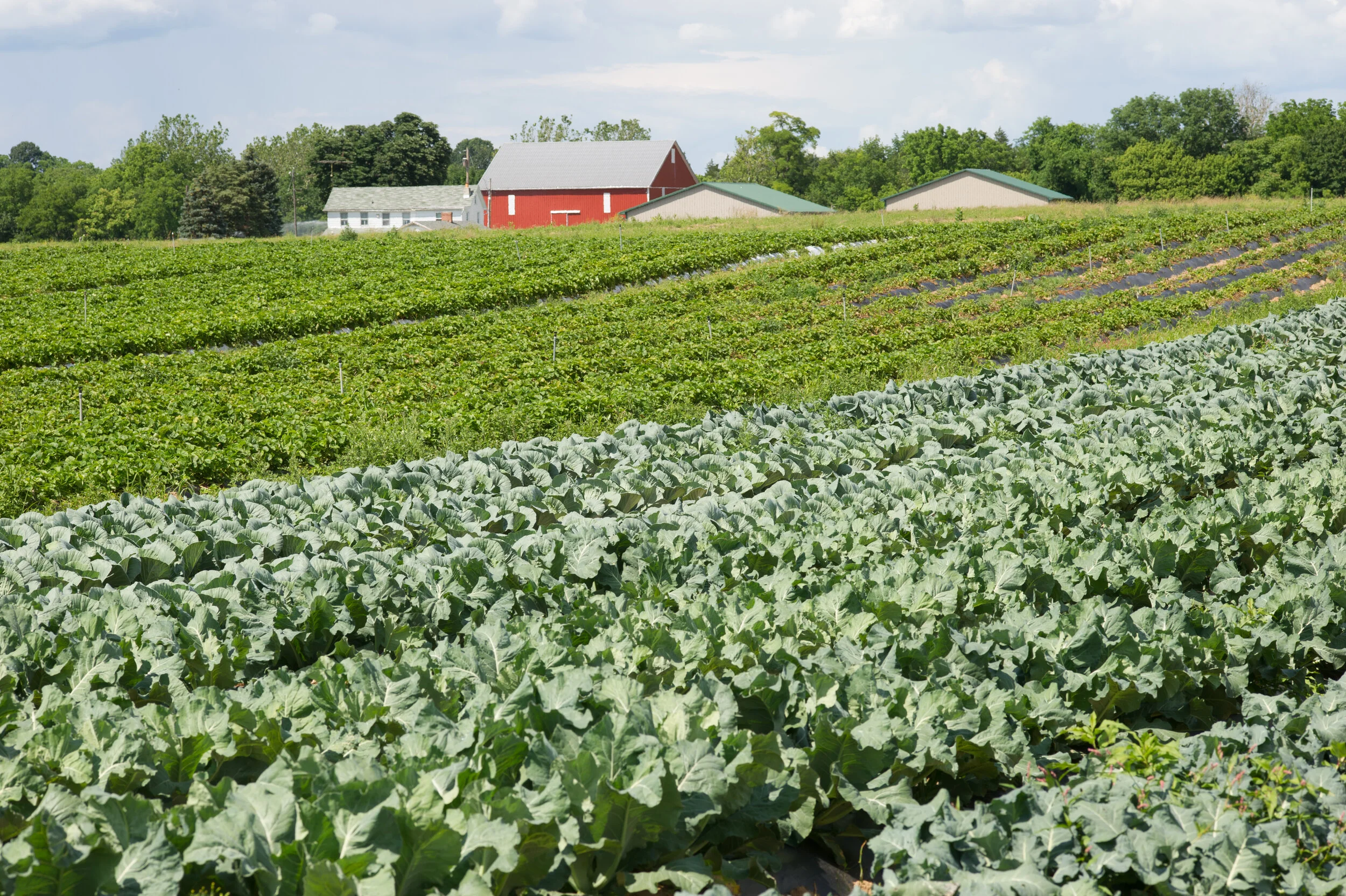 Contact — Country Creek Produce Farm