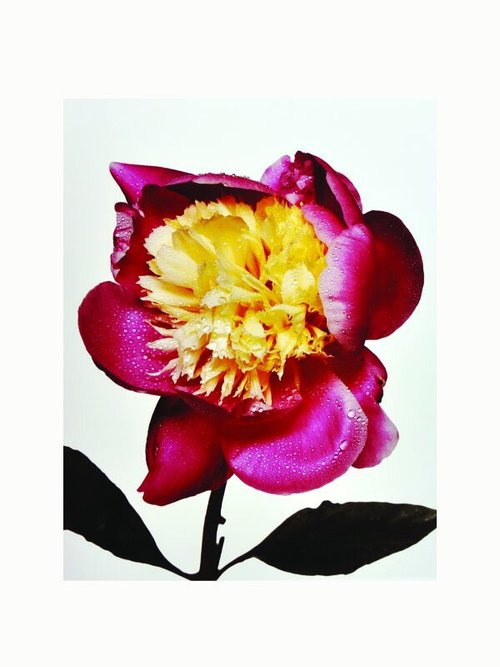 Damien Hirst: Cherry Blossoms - Cherry Blossom Painting Coffee Table ...