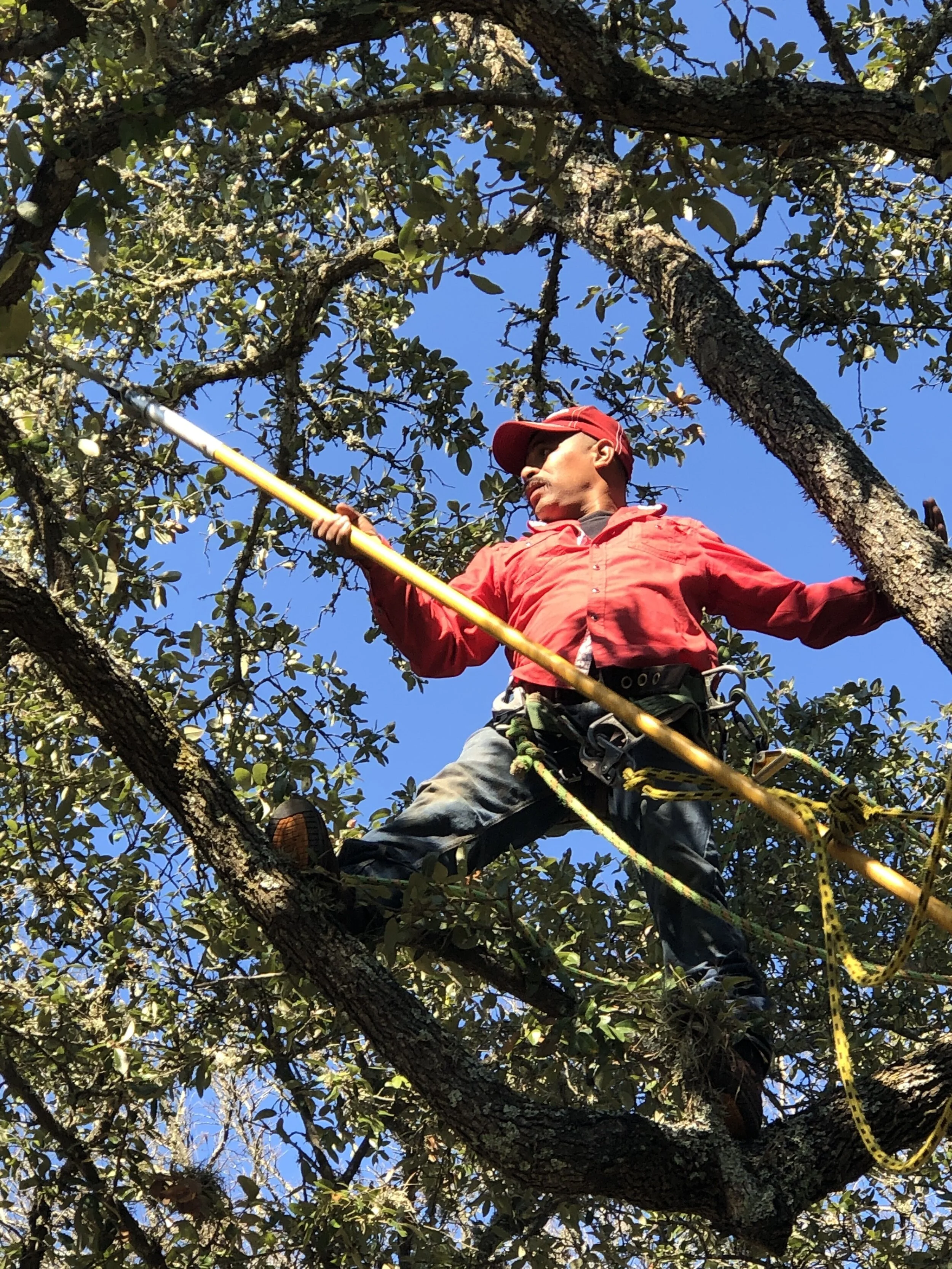 Joe's Tree Care