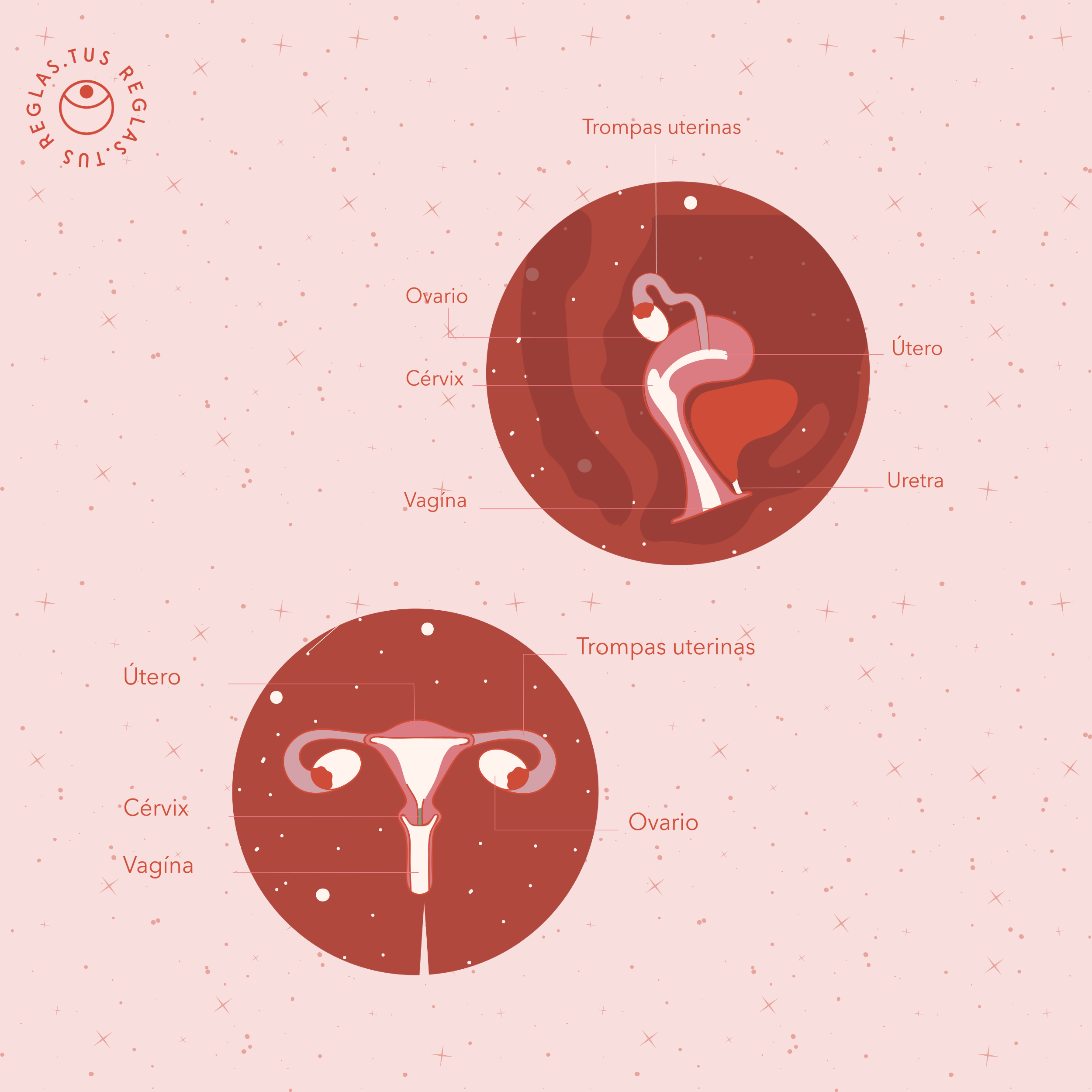 Entiende todo sobre tu flujo cervical y empieza a revisarlo y ...