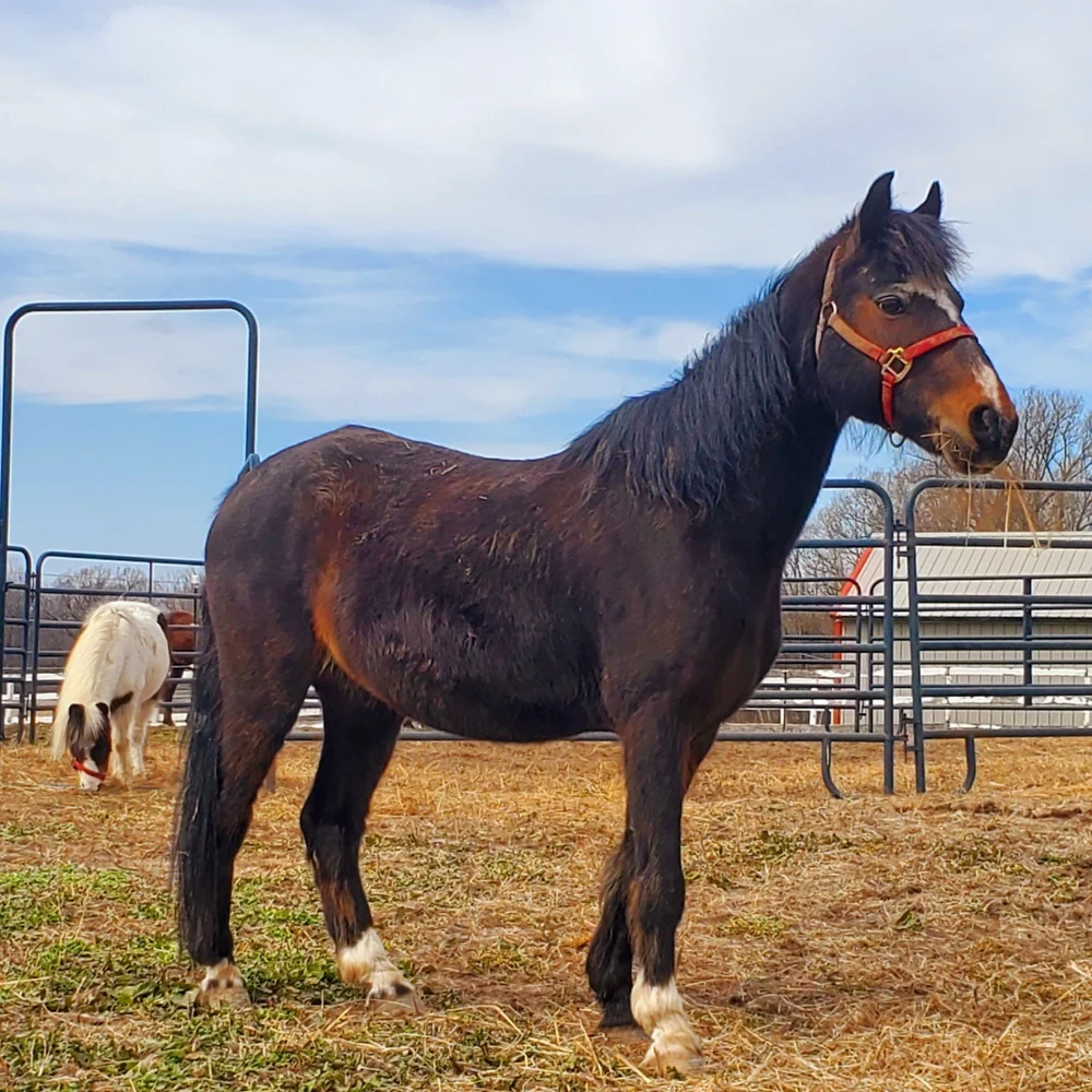 Available Horses Main Page — Sunshine Horses