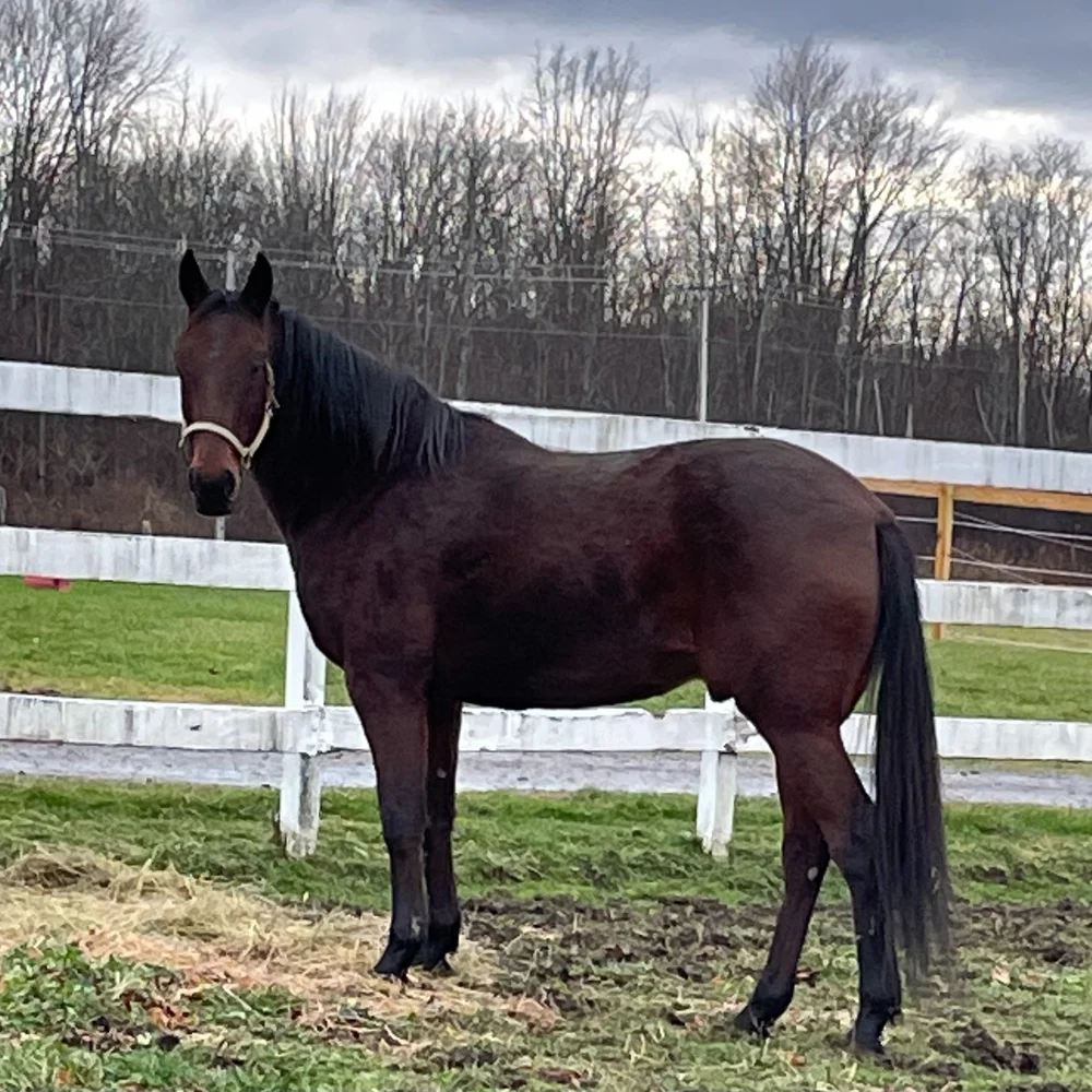 Available Horses Main Page — Sunshine Horses