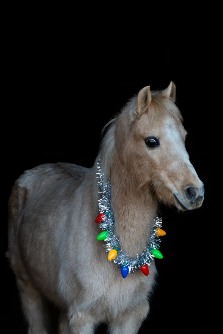Sunshine Horses