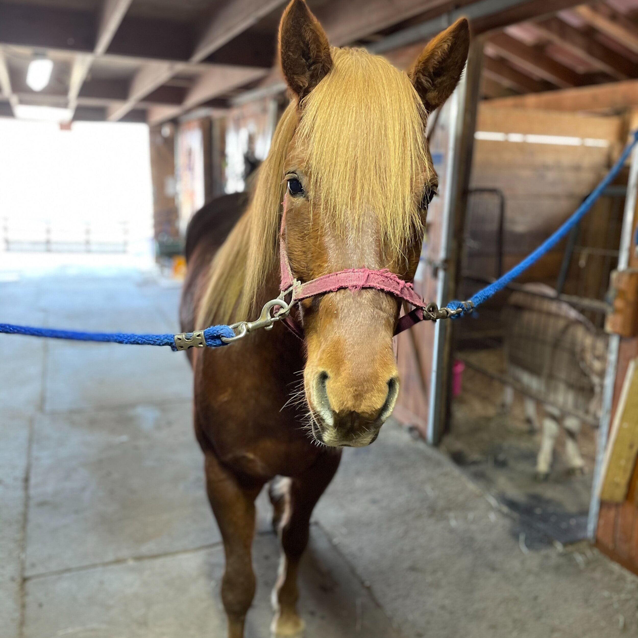 Sponsor — Sunshine Horses