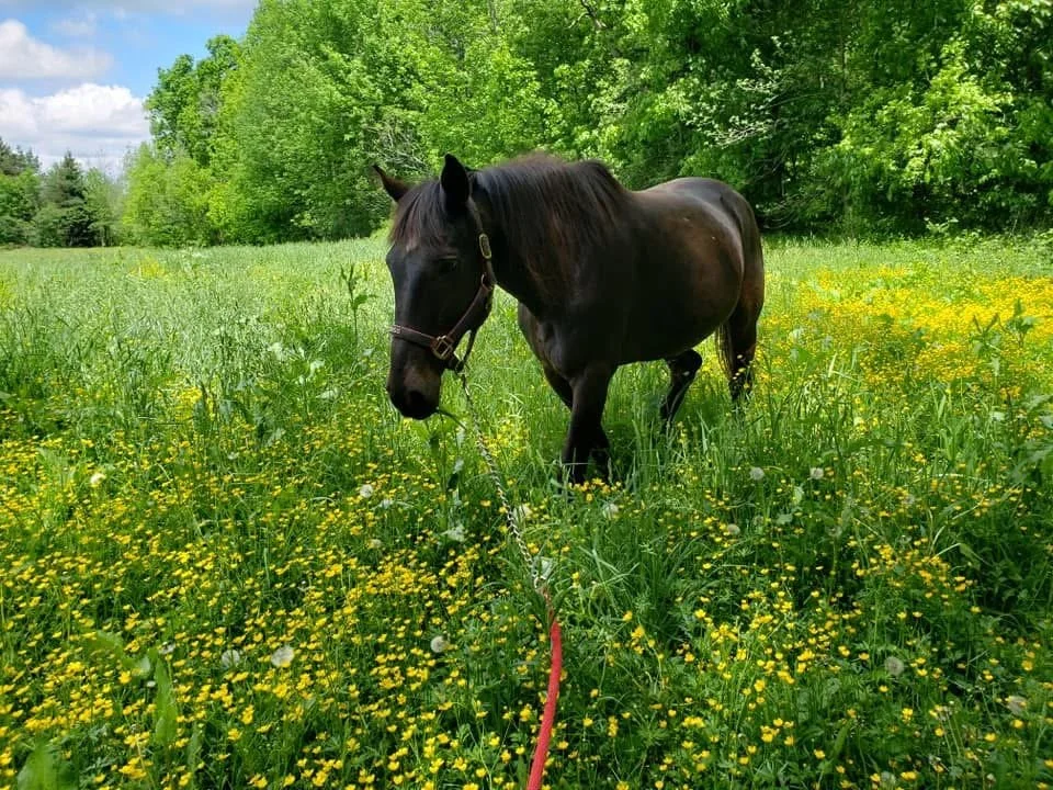 Sunshine Horses