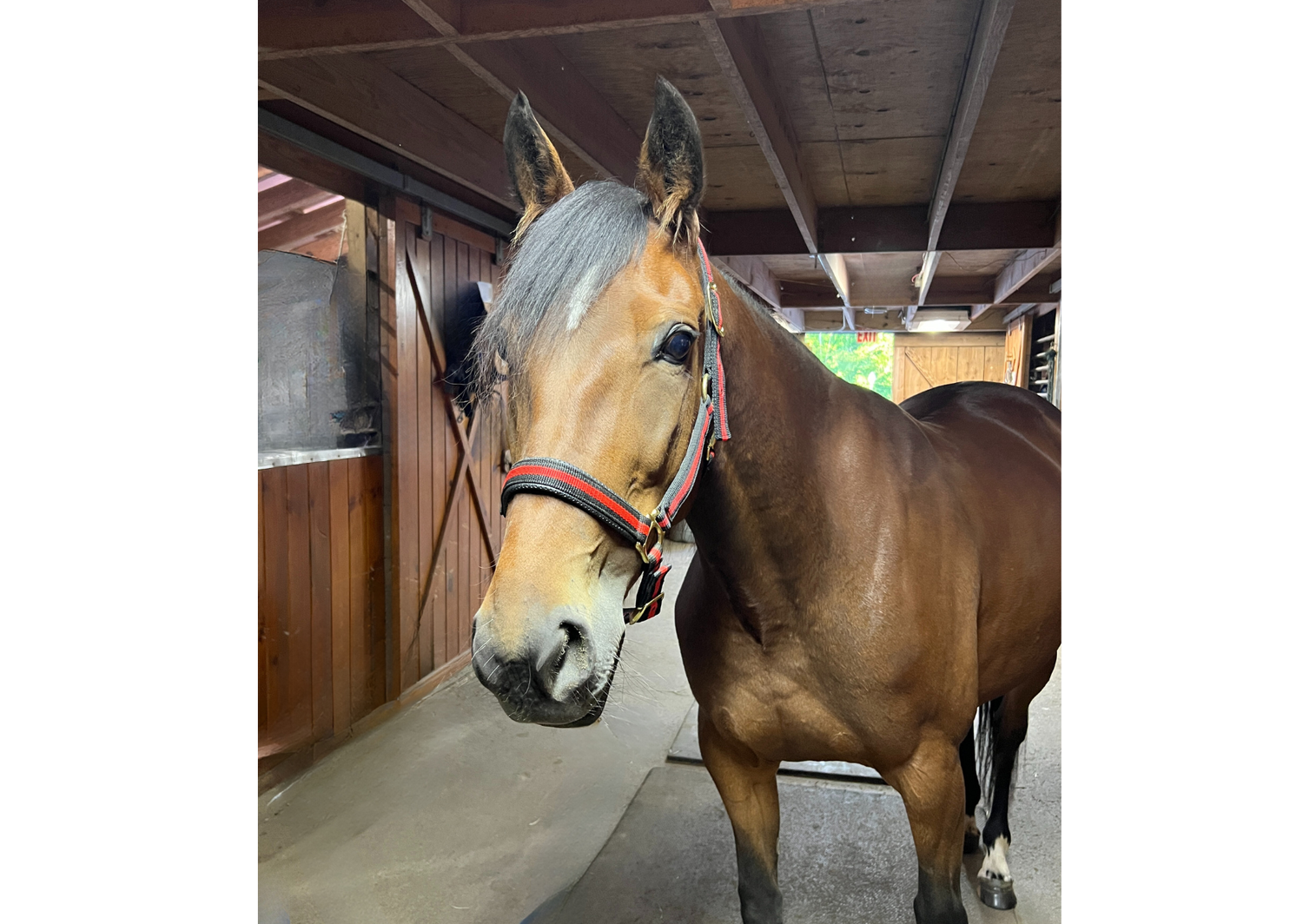 Fancy | Support Equine Welfare Today — Sunshine Horses