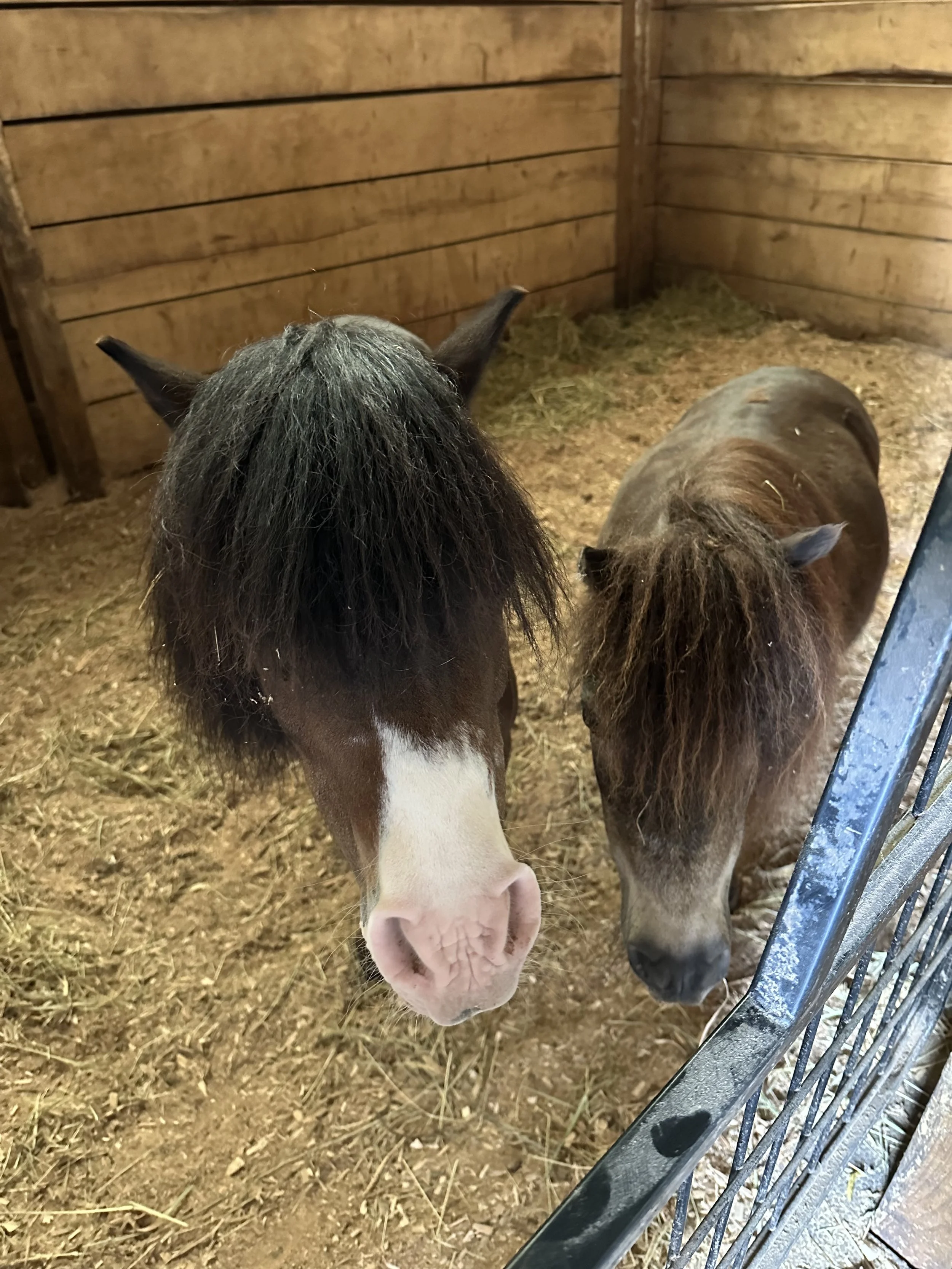 Sunshine Horses