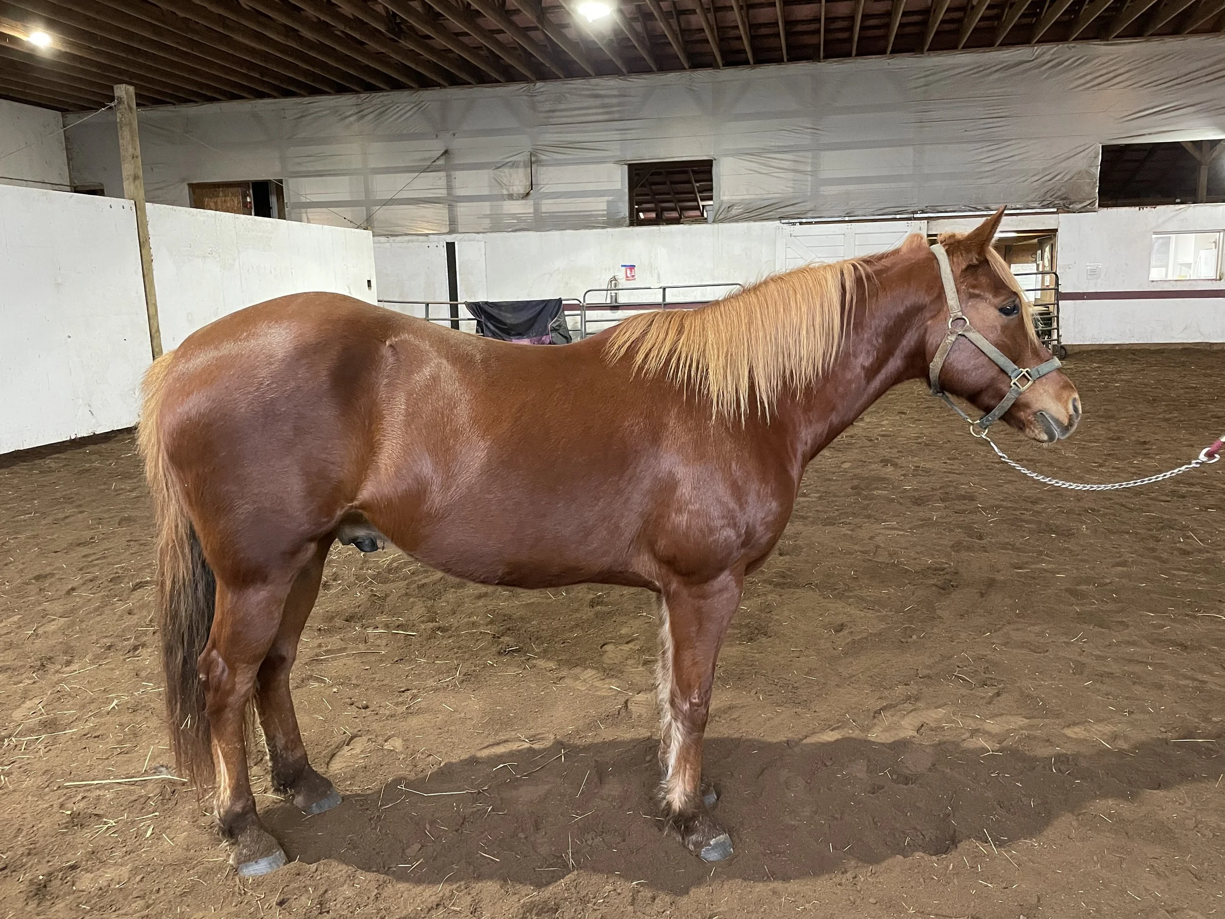 Available Horses Main Page — Sunshine Horses