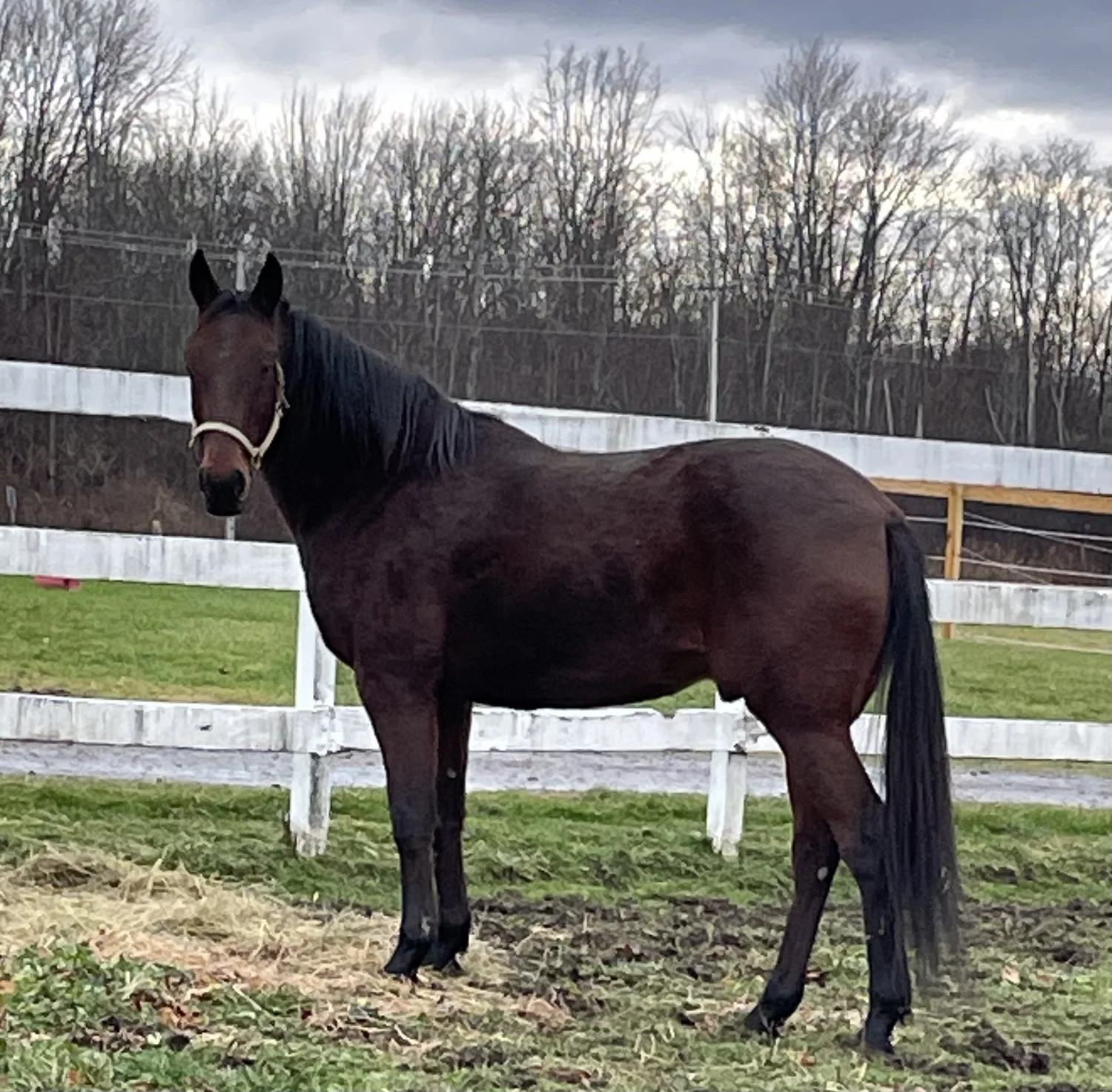 Available Horses Main Page — Sunshine Horses