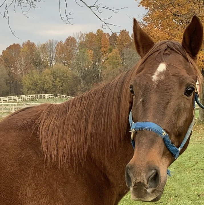 Permanent Residents — Sunshine Horses