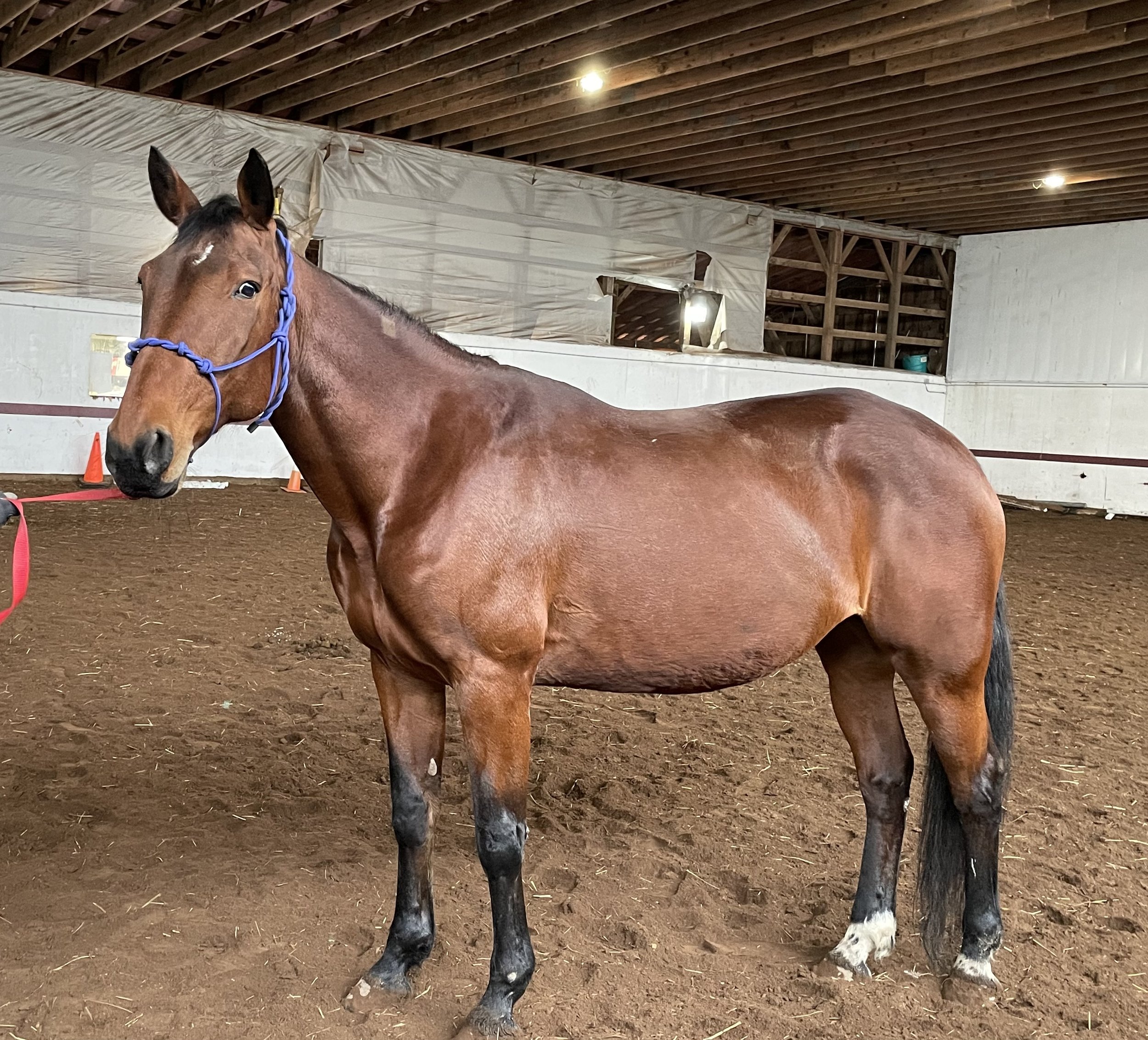 Sunshine Horses