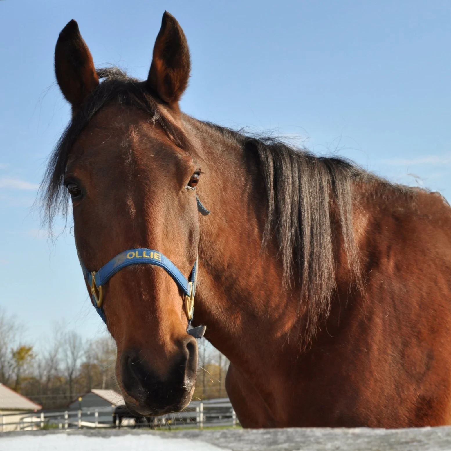 Available Horses Main Page — Sunshine Horses