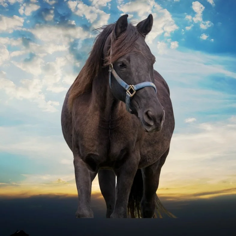 Support — Sunshine Horses