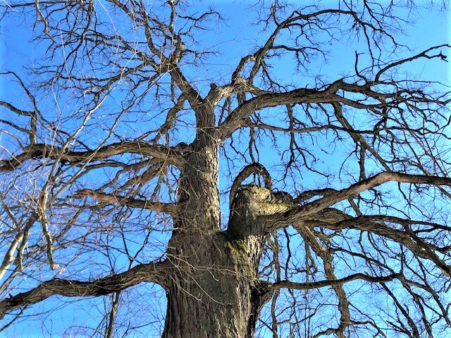 Big Oak Encounter — George Anderson Fine Art Nature Photography