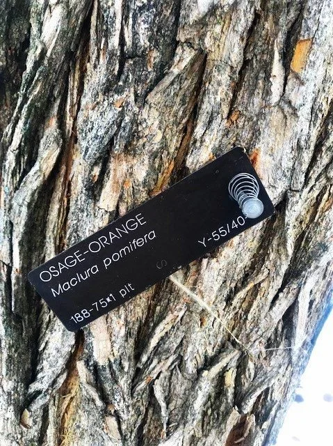 The Intriguing Osage Orange! — George Anderson Fine Art Nature Photography