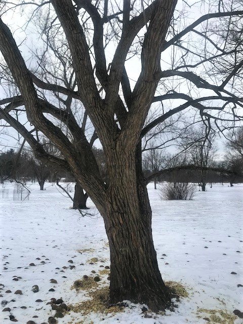The Intriguing Osage Orange! — George Anderson Fine Art Nature Photography