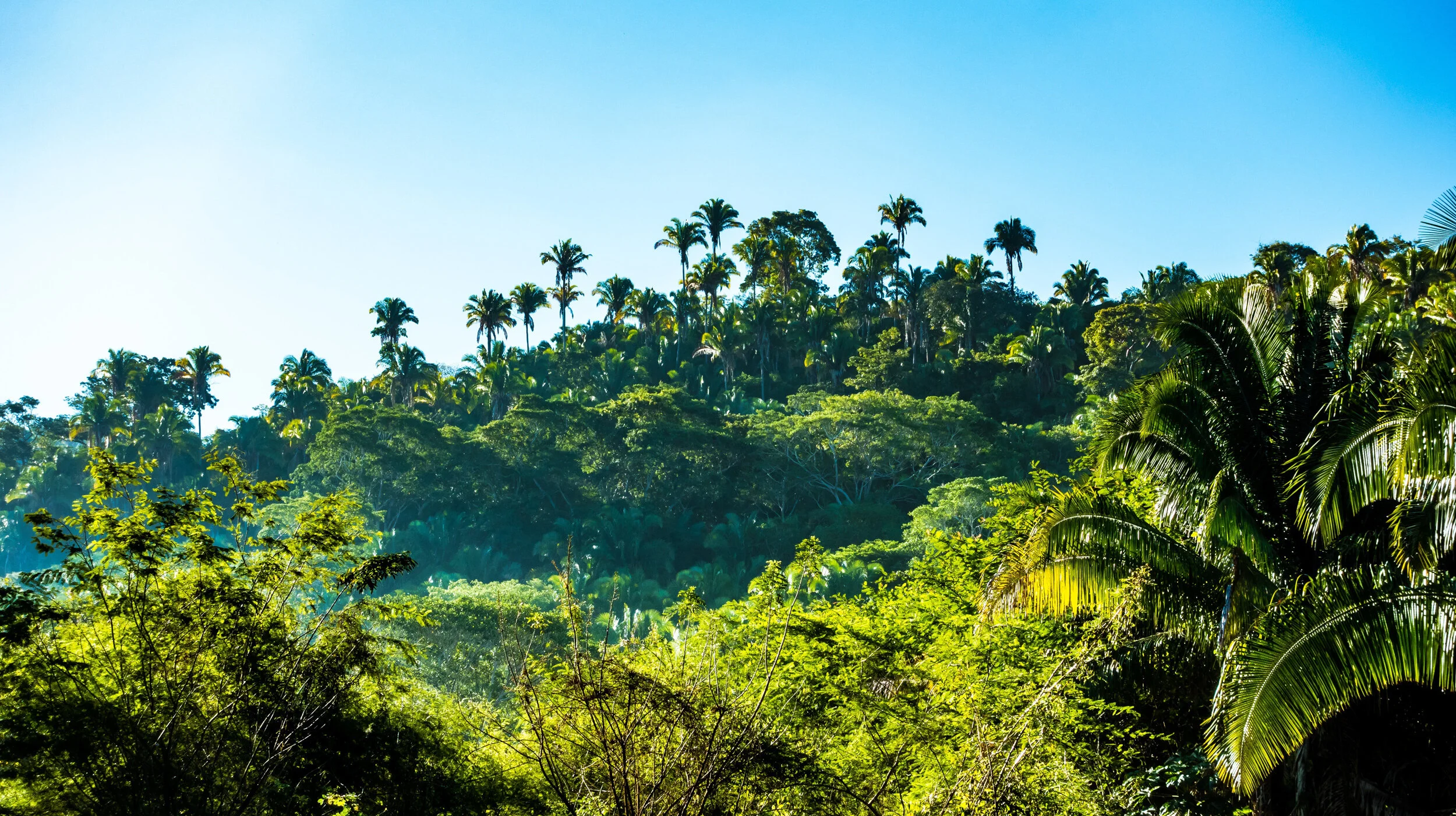 Mozzipatch™ Mosquito Patches