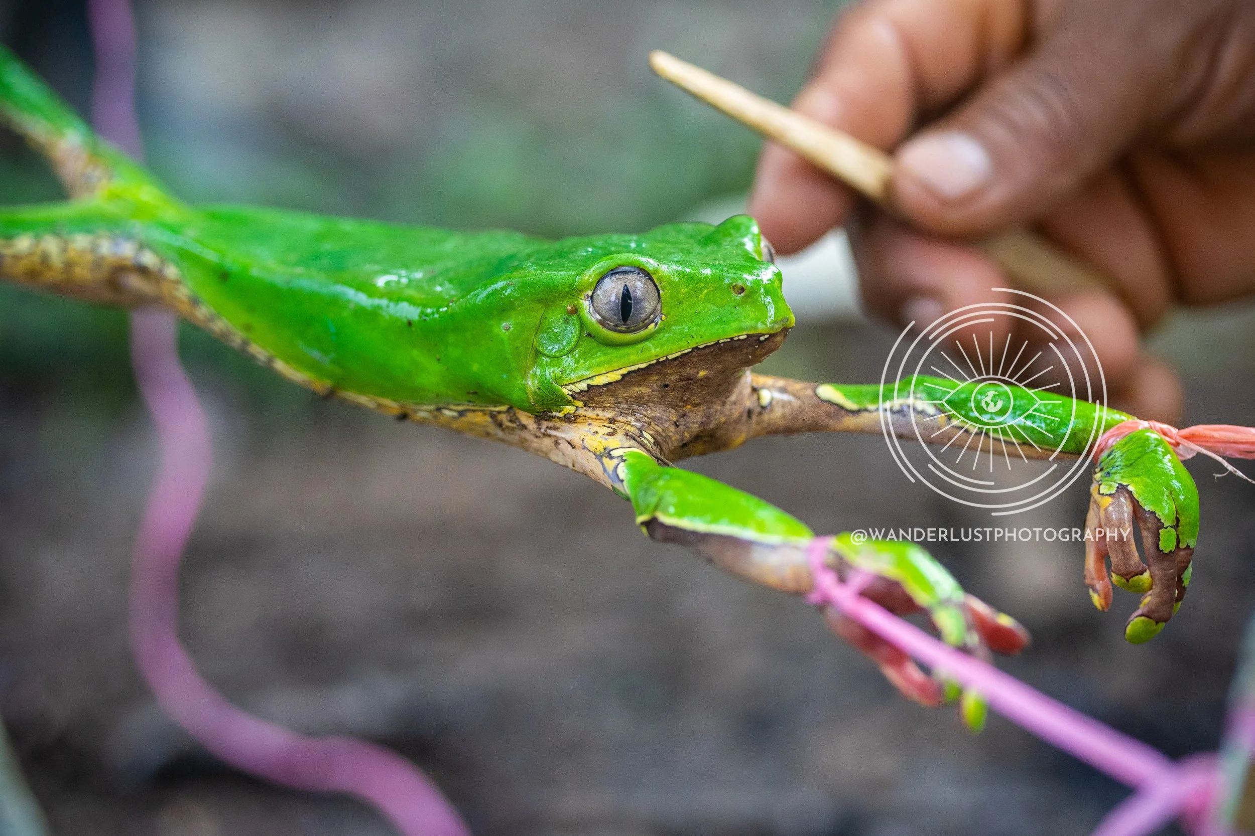 What is Kambo? — Guided by ANÛRA