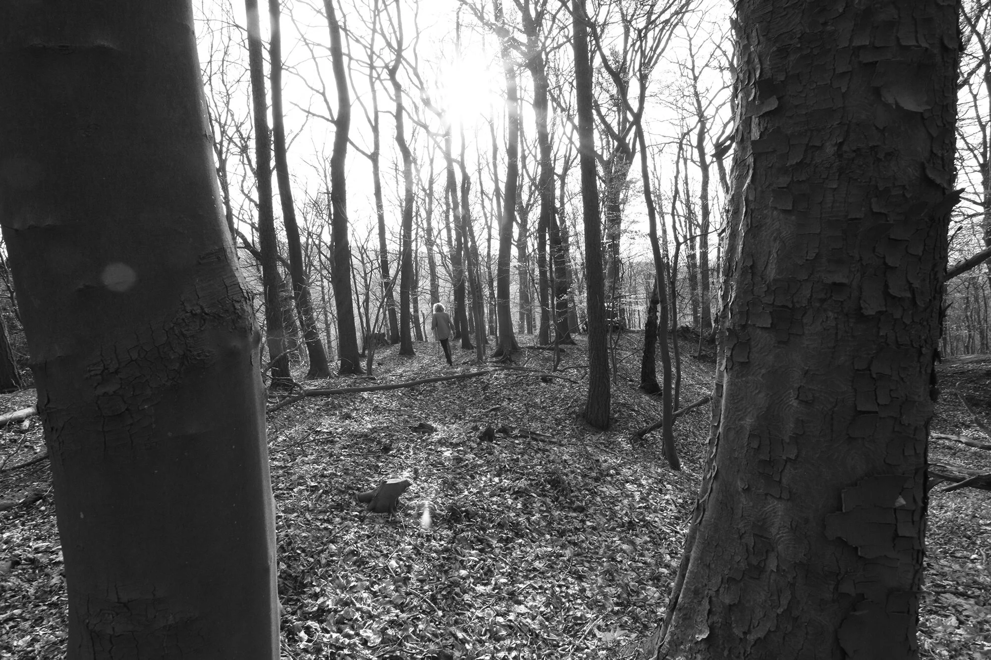 forest_dump — kaffeeundkippen magazin